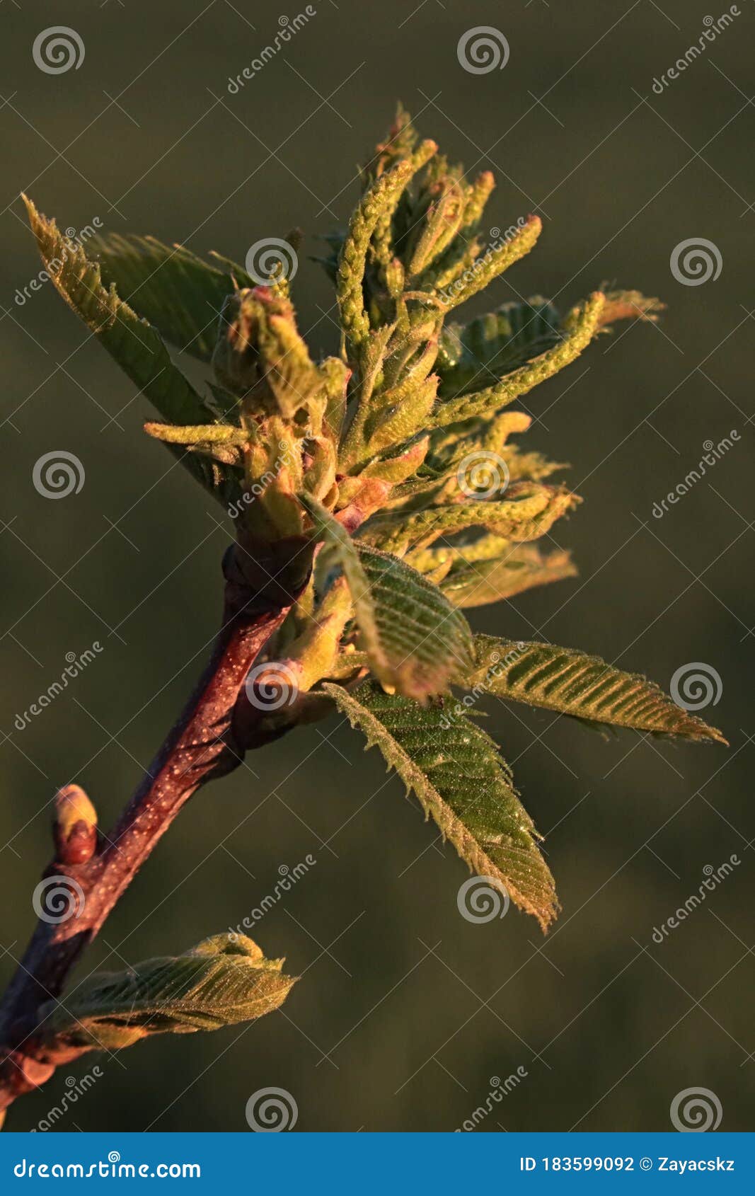 Spring Young Evolving Lanceolate Leaves and Flower Buds of Broadleaf ...