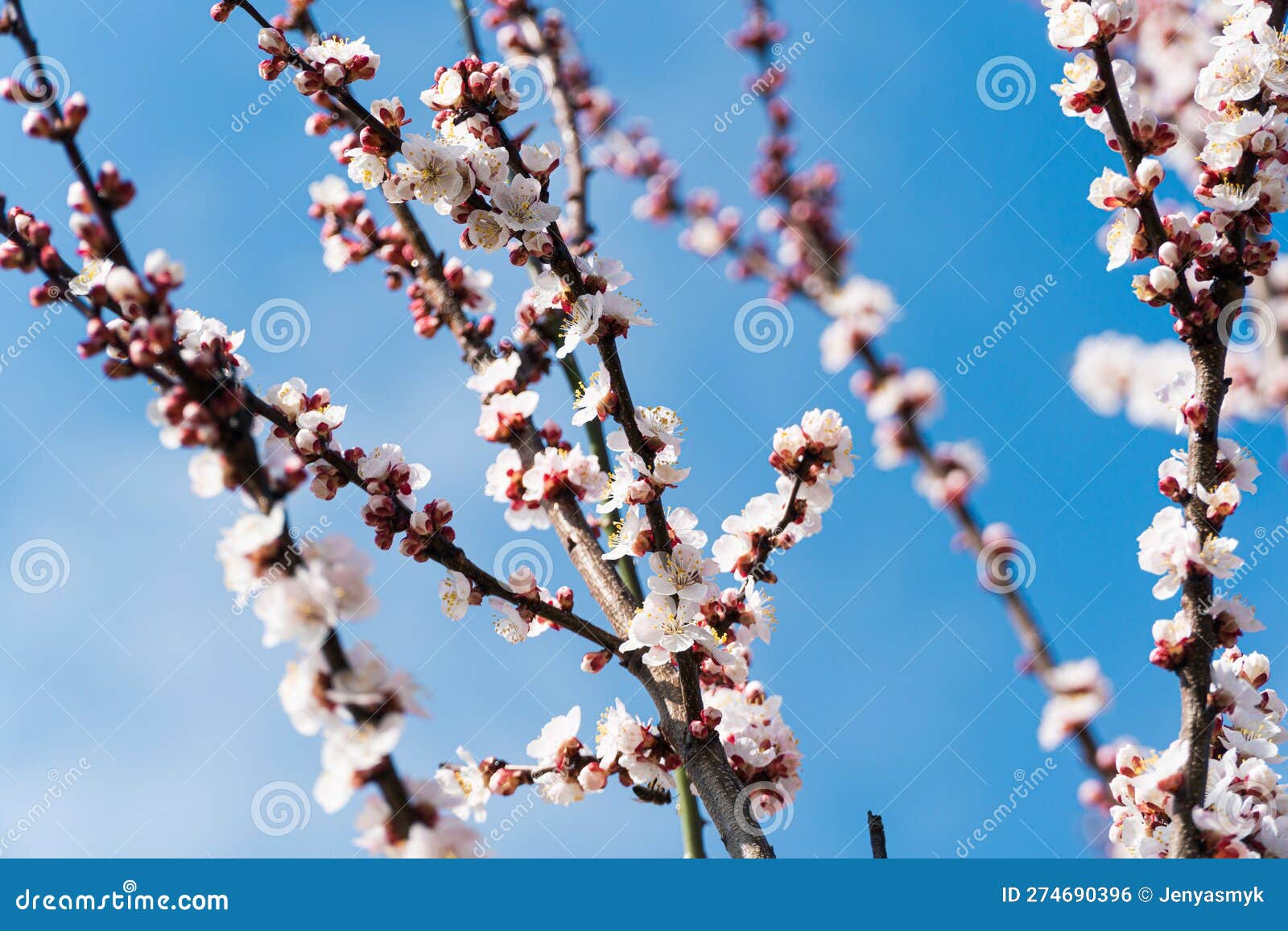 Spring Young Flowers. Beautiful Floral Image of Spring Nature Stock ...