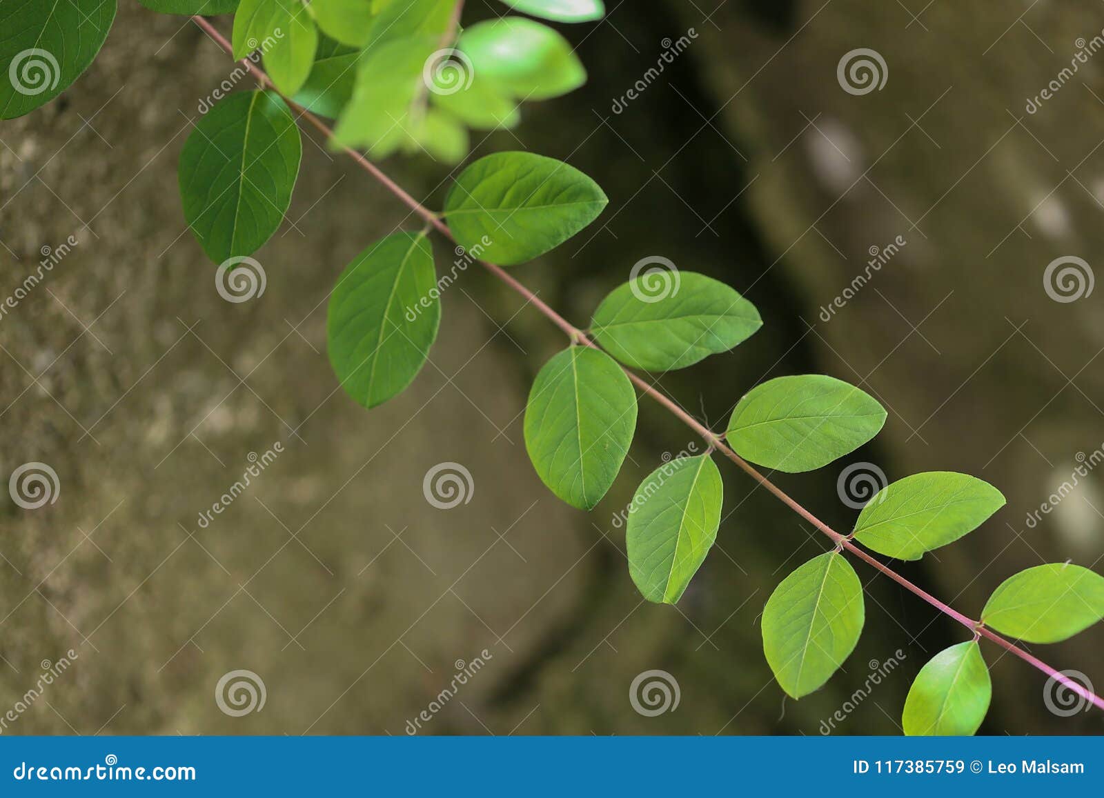 Young foliage in the sun stock image. Image of closeup - 117385759