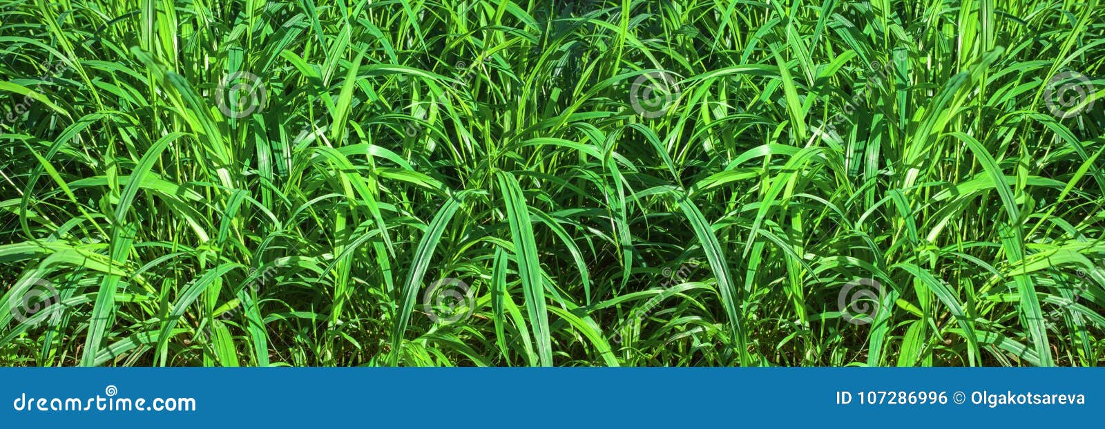 Spring Young Green Grass Grows on the Ground. Front View, Close Up ...