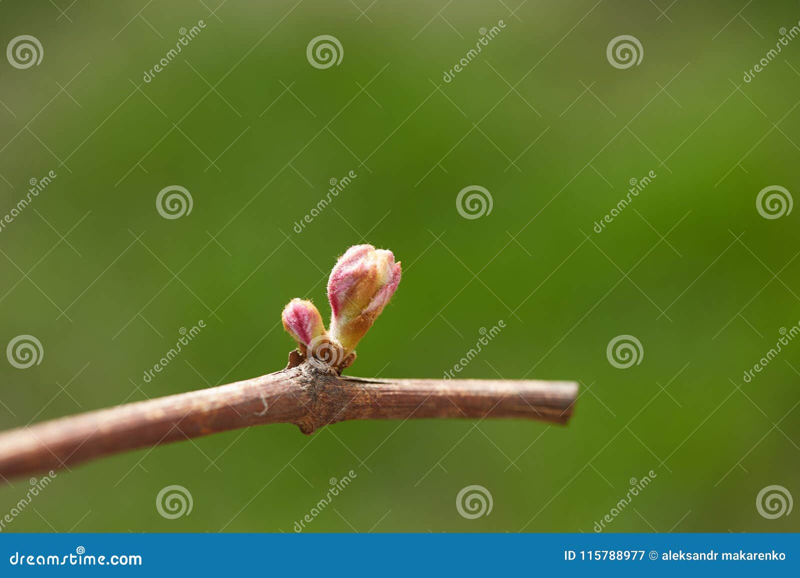 Spring. Young Green Sprouts on the Branches of Grapes. Stock Image ...