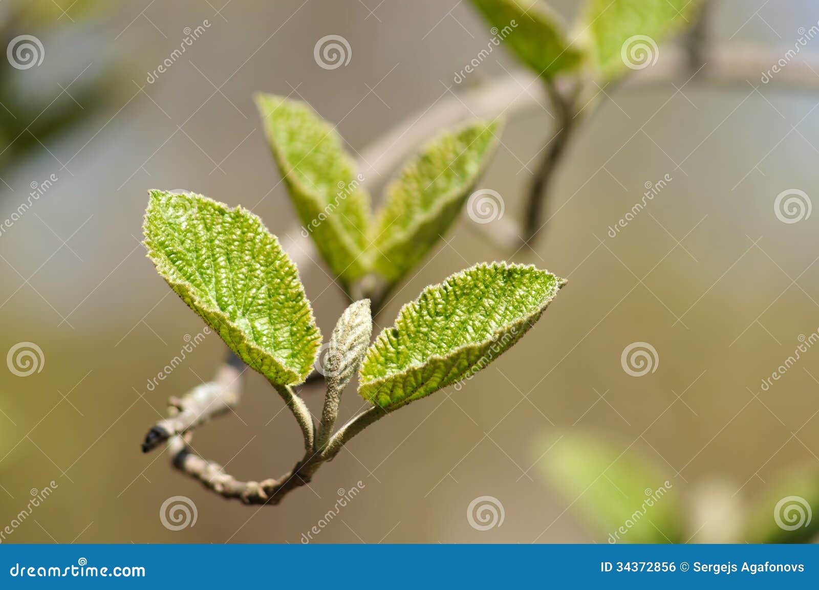 Spring Young Leaves of the Alder. Stock Photo - Image of nature ...