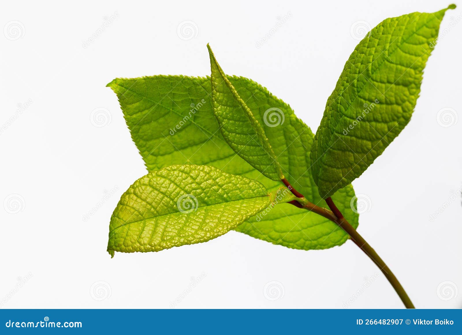 Spring Young Leaves of Sweet Cherry on the Sprout Stock Image - Image ...