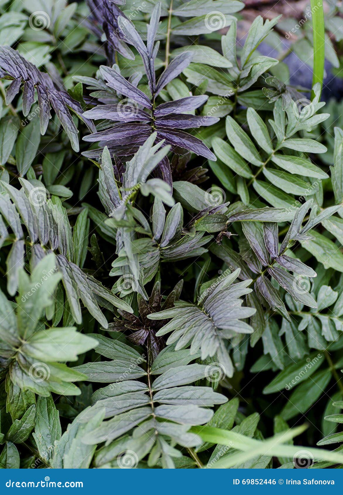 Spring Young Leaves Valerian Stock Photo - Image of light, outdoors ...
