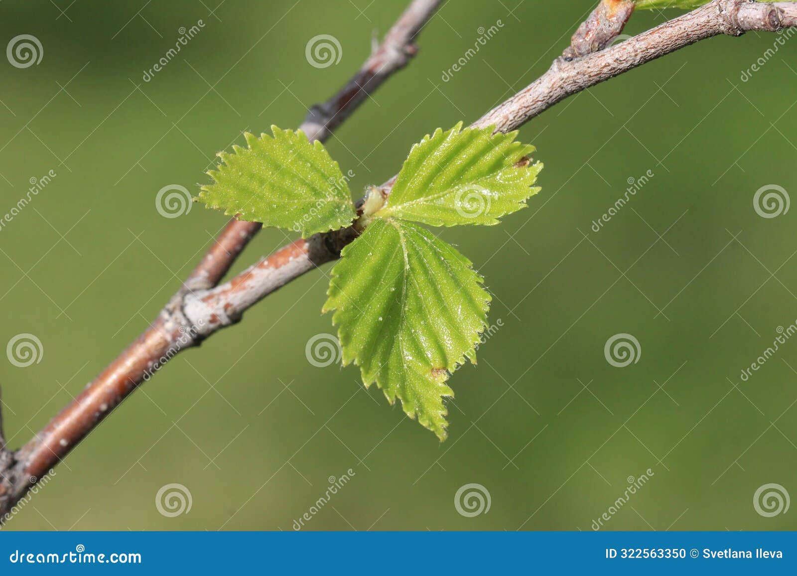 Spring. Young Melting Birch Leaves on a Green Background Stock Photo ...