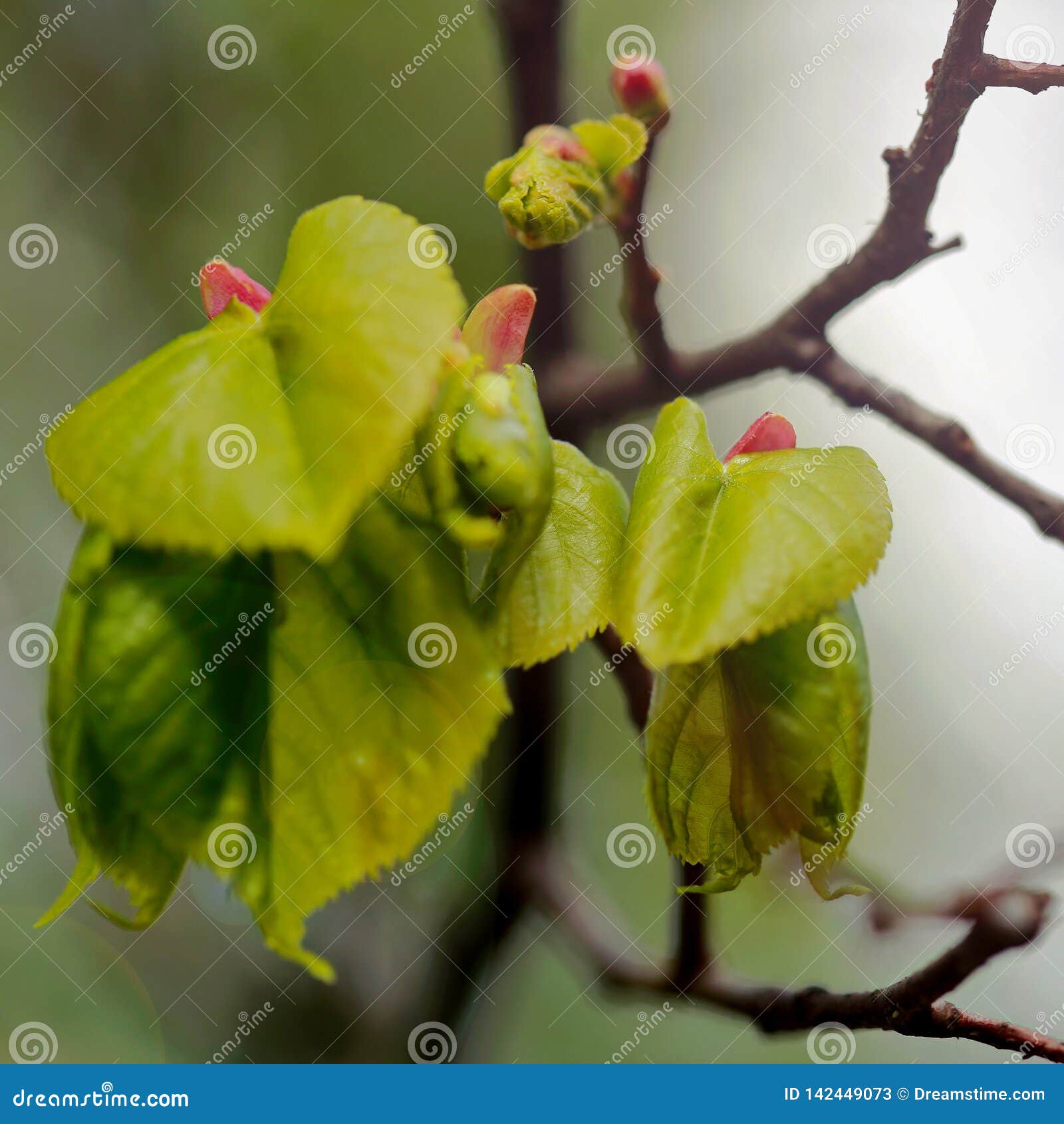 The Spring Shoots of the Tree Stock Image - Image of pink, buds: 142449073