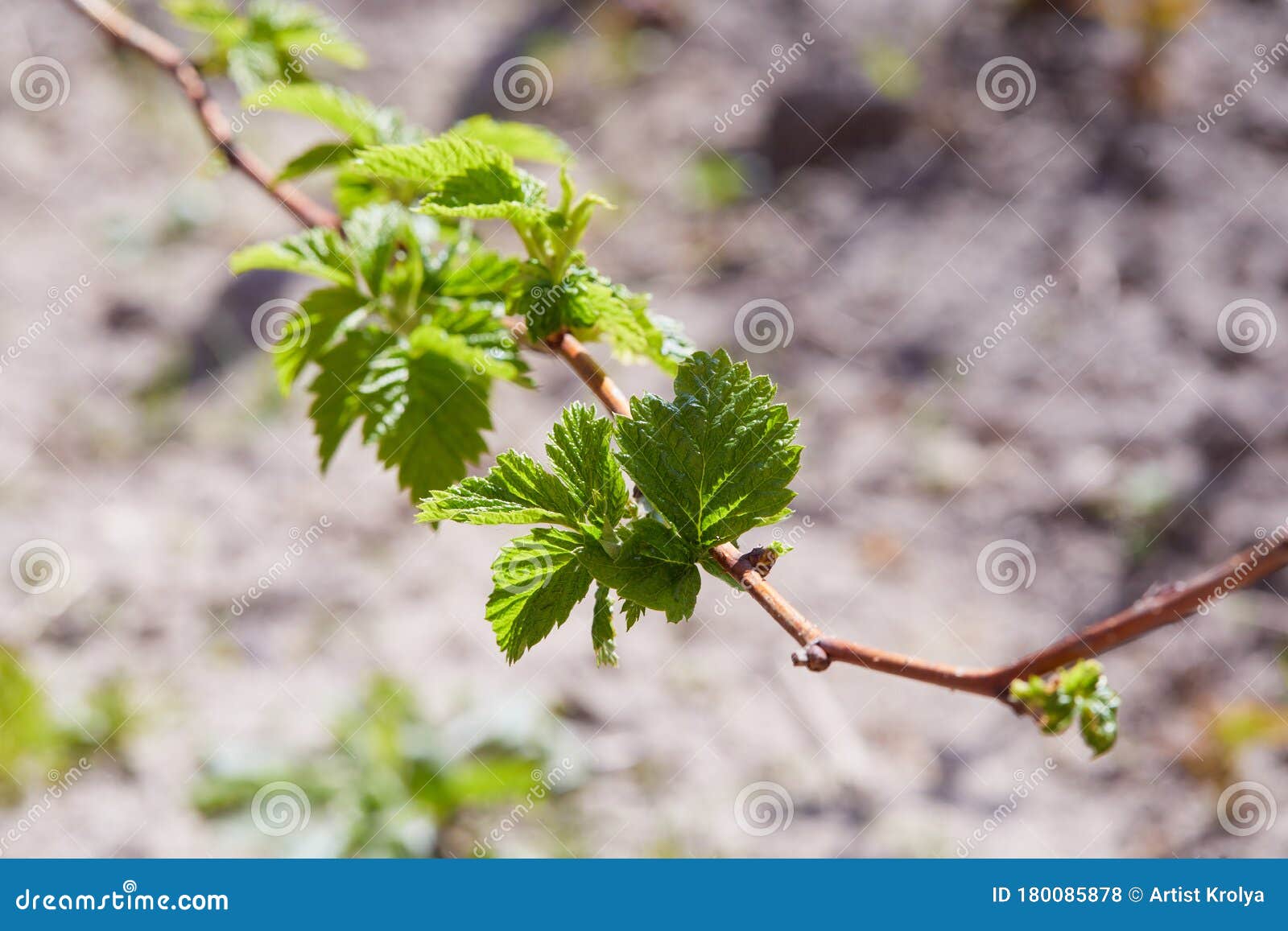 Spring Young Raspberry Leaves. Stock Photo - Image of close, leaf ...