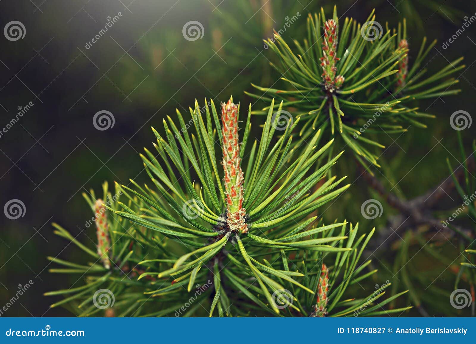 Young Shoots of a Pine Close-up Stock Image - Image of foliage, close ...