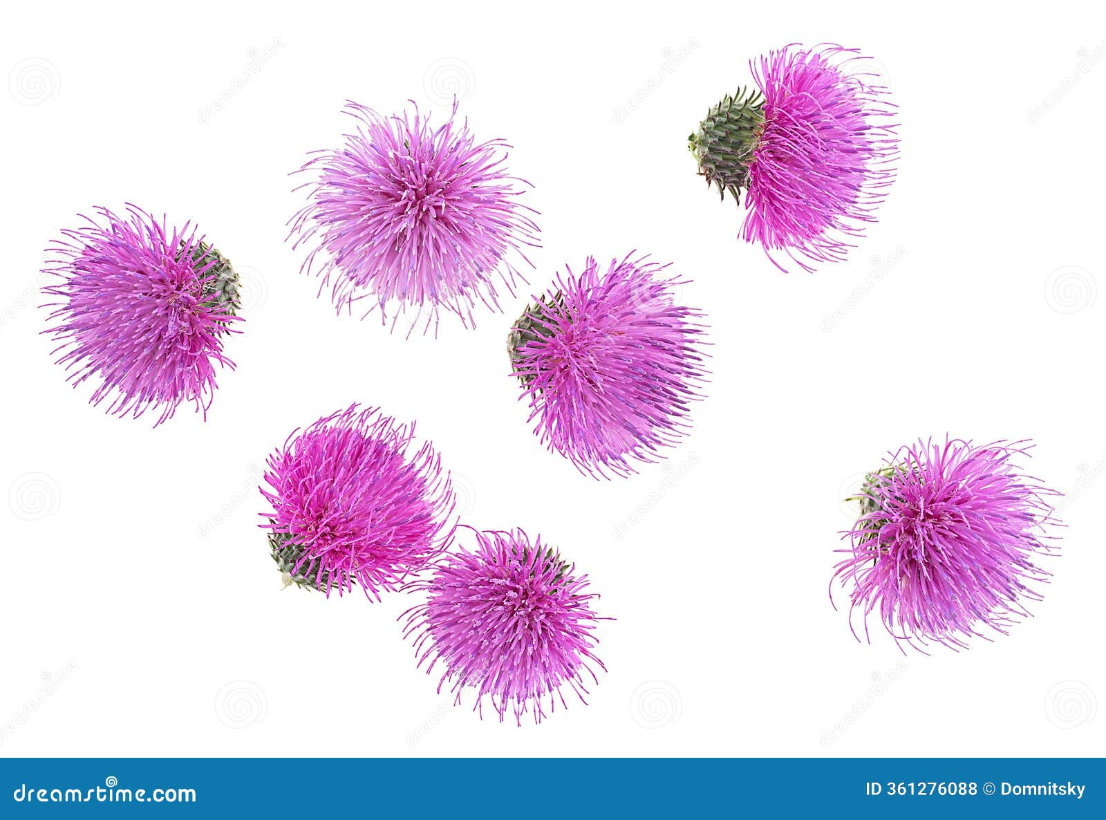Spring Young Thistle Flower Buds Isolated on White Background, Top View ...