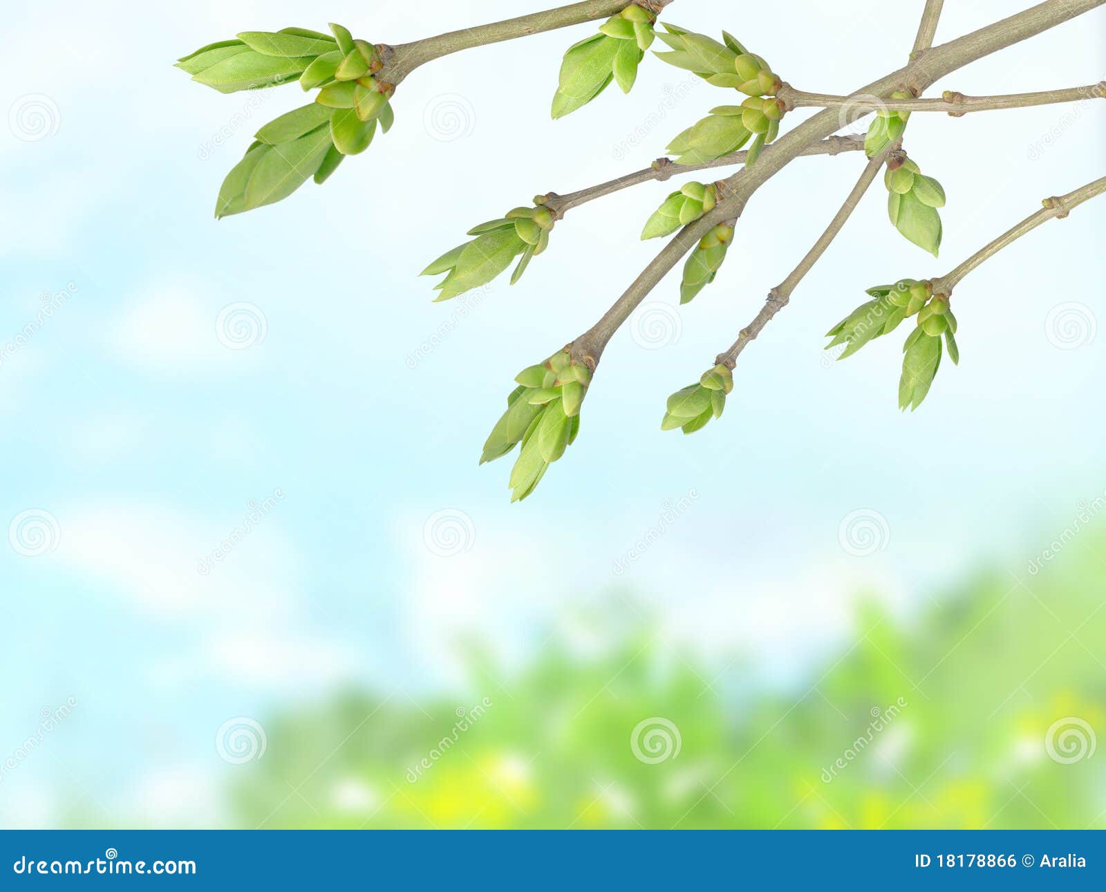 Spring young twigs stock photo. Image of environmental - 18178866