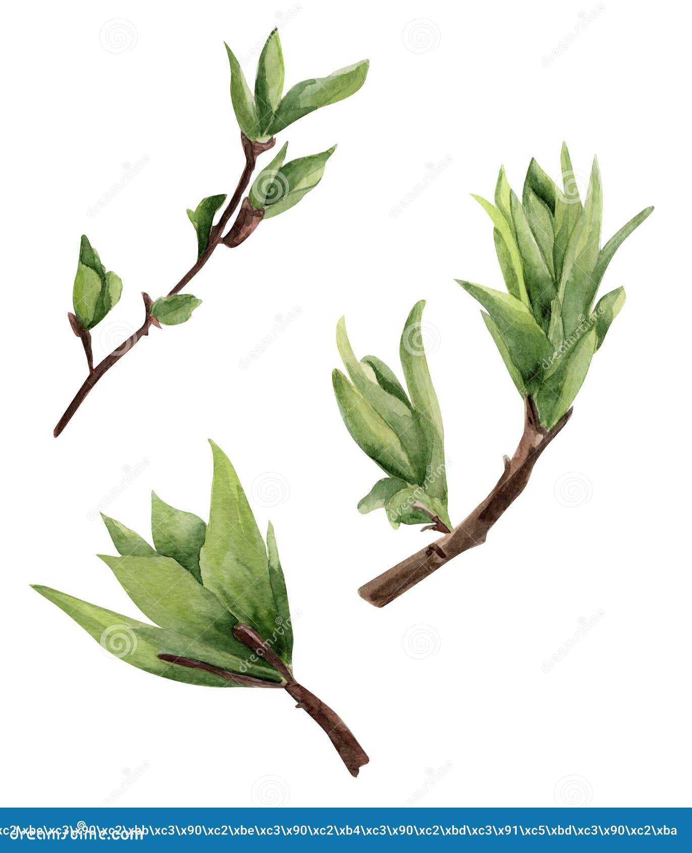 Spring Young Twigs with Buds Watercolor Set Stock Illustration ...