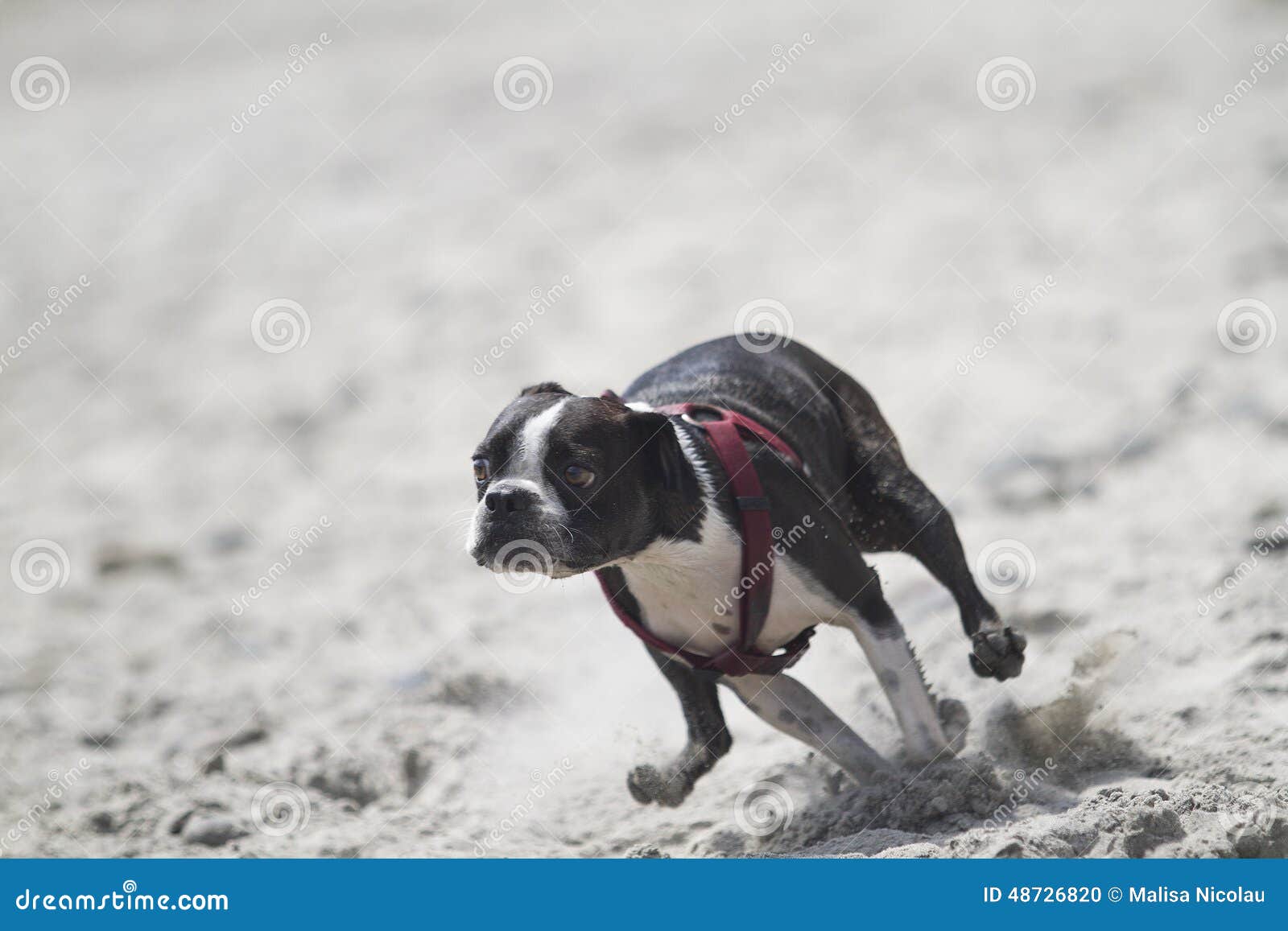 Springa Boston Terrier arkivfoto. Bild av skräckare, barkeeperen - 48726820
