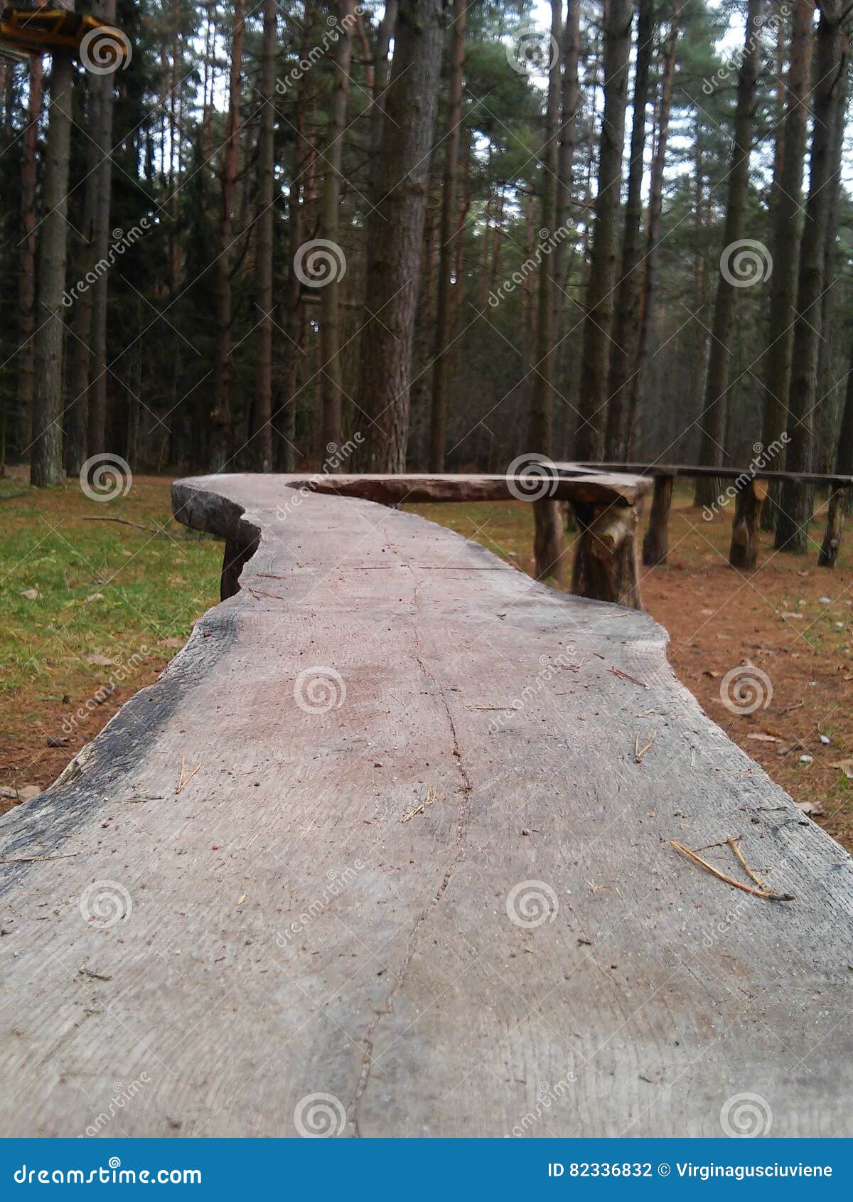 The Springboard in the Middle of Pine Trees Stock Photo - Image of blue ...