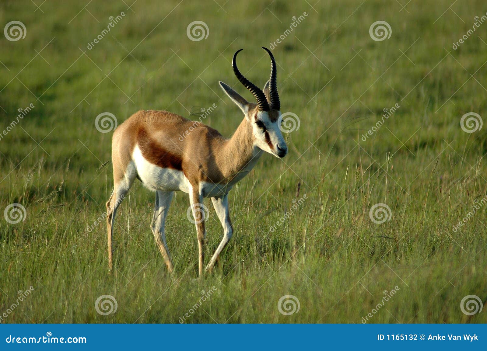 Springbock In South Africa Stock Photo | CartoonDealer.com #1165212