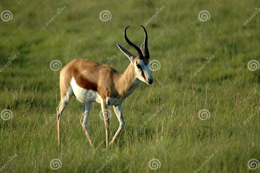 Springbock foto de archivo. Imagen de africano, hierba - 1165132