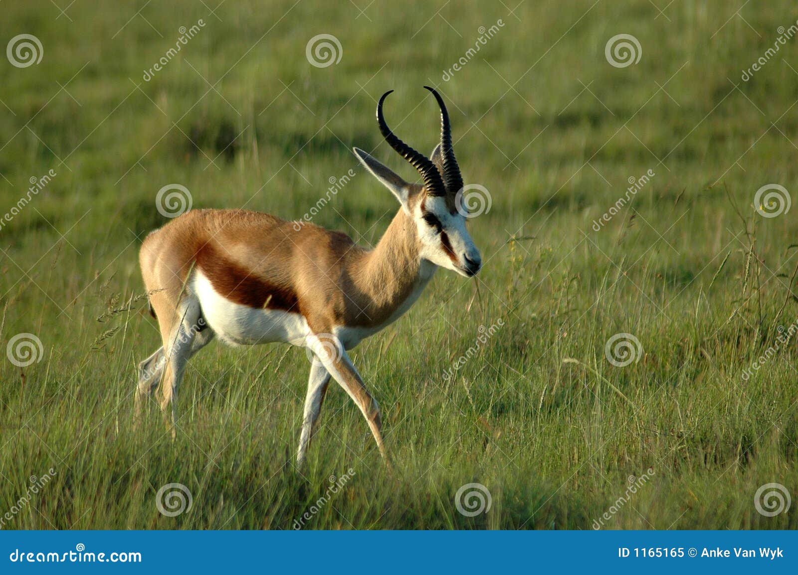 Springbock stock image. Image of game, african, horns - 1165165