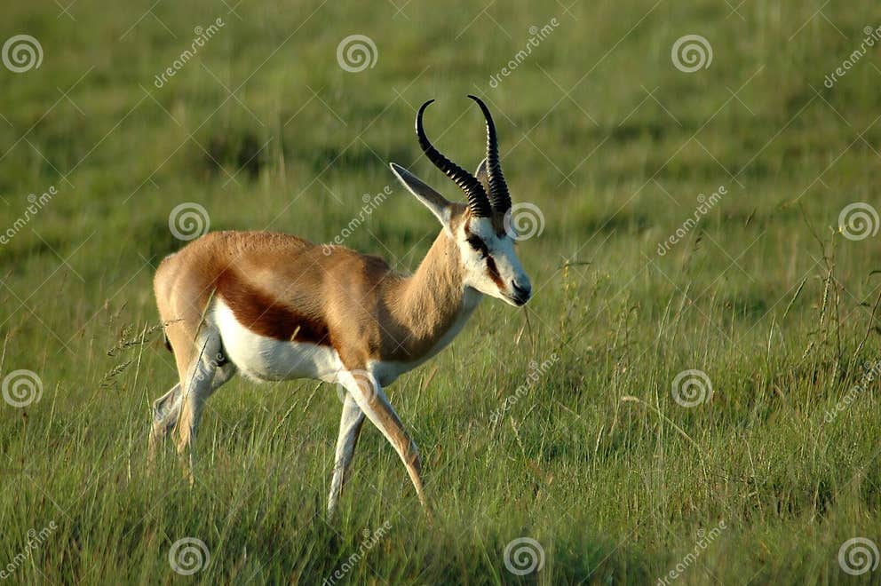 Springbock stock image. Image of game, african, horns - 1165165