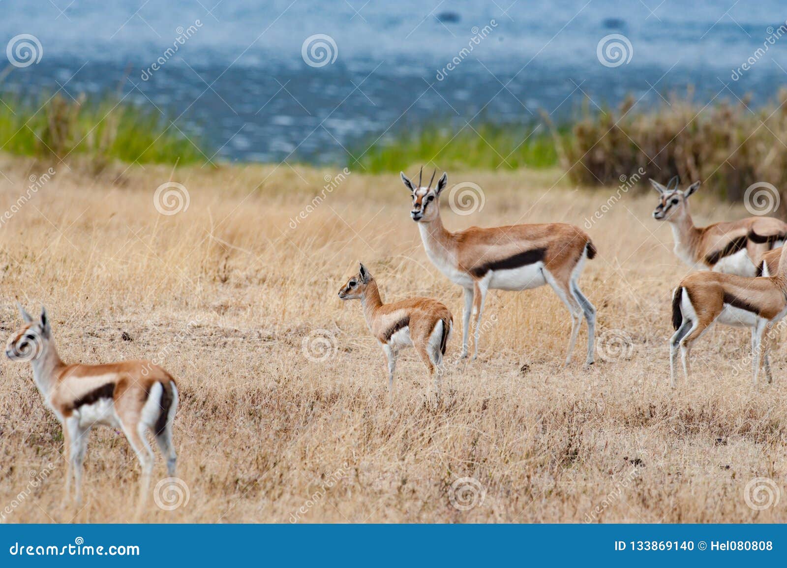 Springbock-Antilopen - Antidorcas Marsupialis - Springbuck in Afrika ...