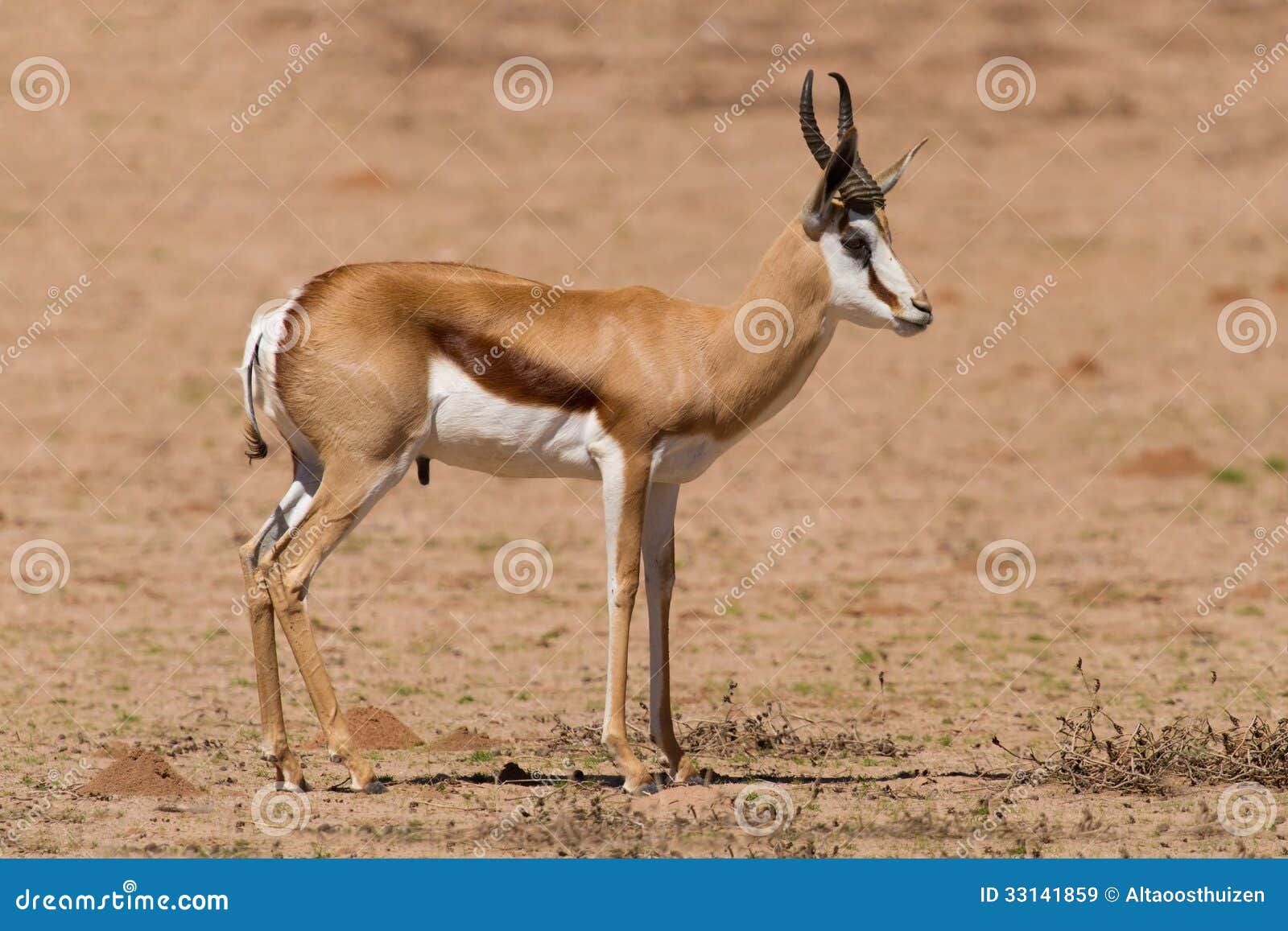 Springbock, Der Auf Einer Sandebene Im Kalahari Steht Stockbild - Bild ...