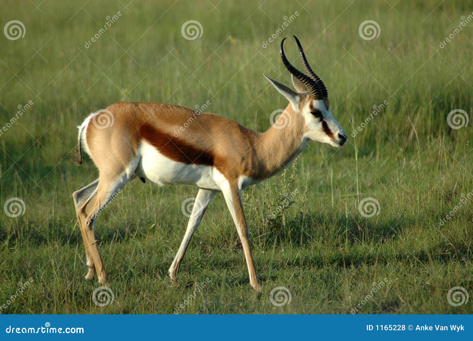 Springbock En Afrique Du Sud Photo stock - Image du gibier, klaxon: 1165228