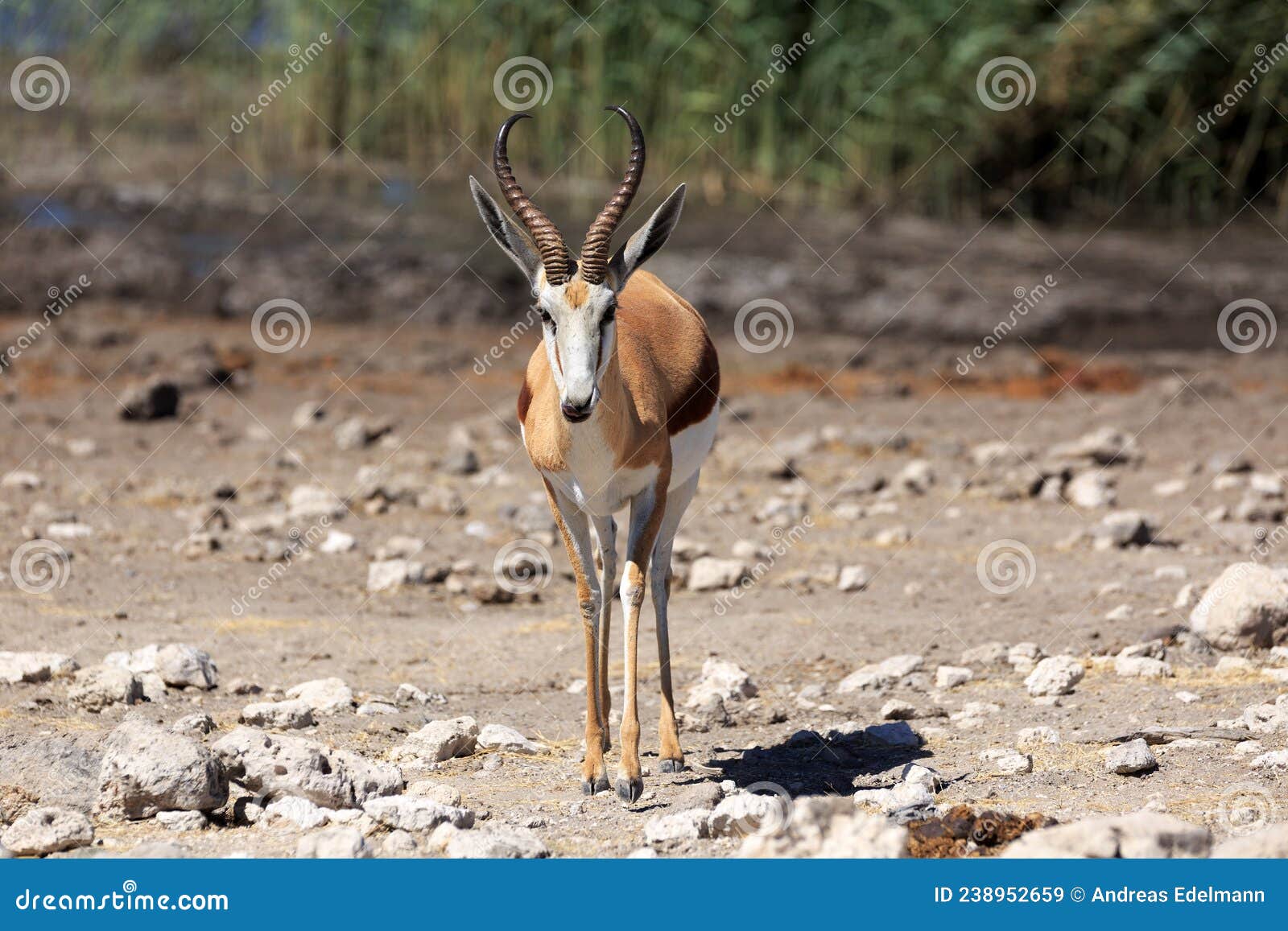 Springbok after Drinking at a Water Hole Stock Image - Image of ...