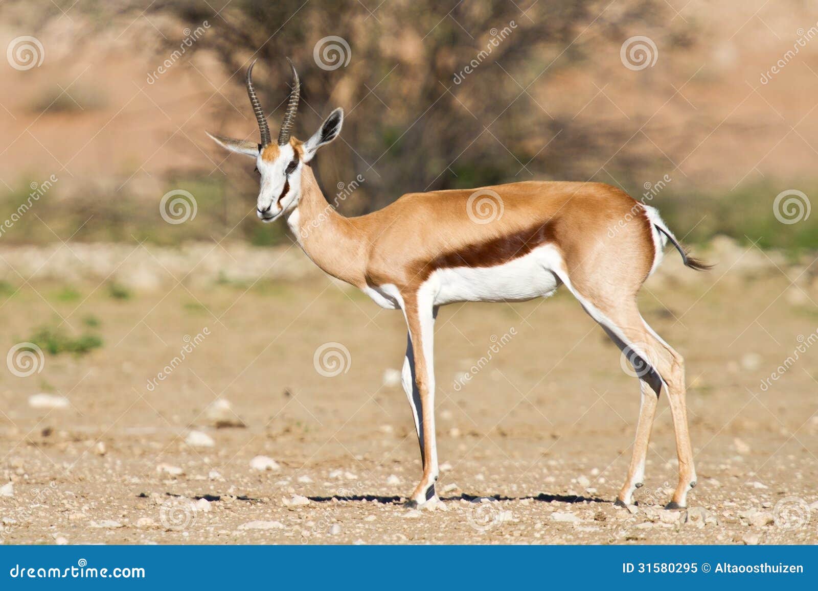 Springbock im Kalahari stockbild. Bild von springbock - 31580295