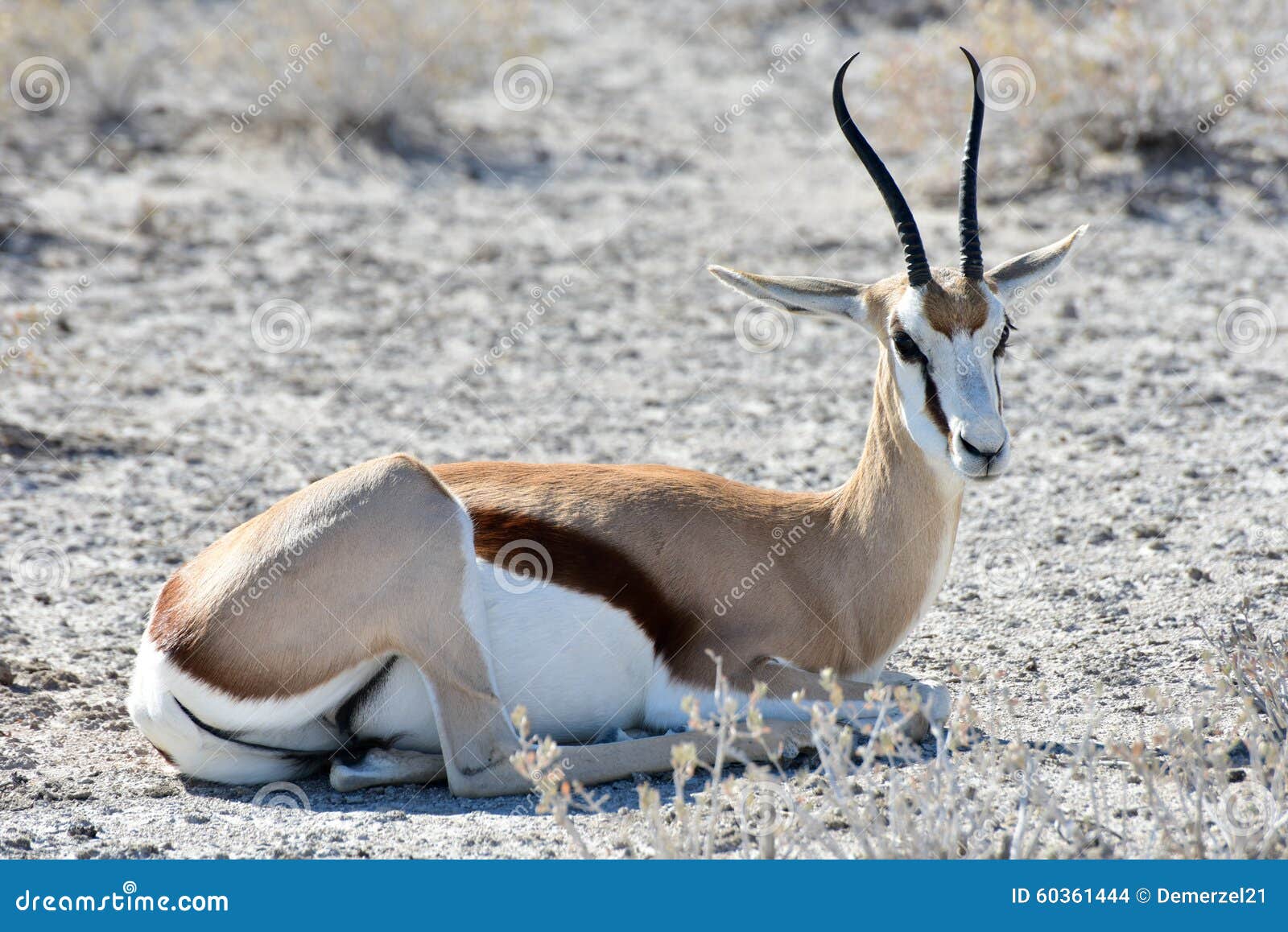 Springbock in Nationalpark Etosha Stockfoto - Bild von nett, frech ...