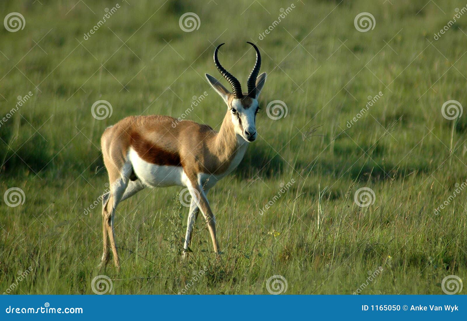 Springbock In South Africa Stock Photo | CartoonDealer.com #1165212