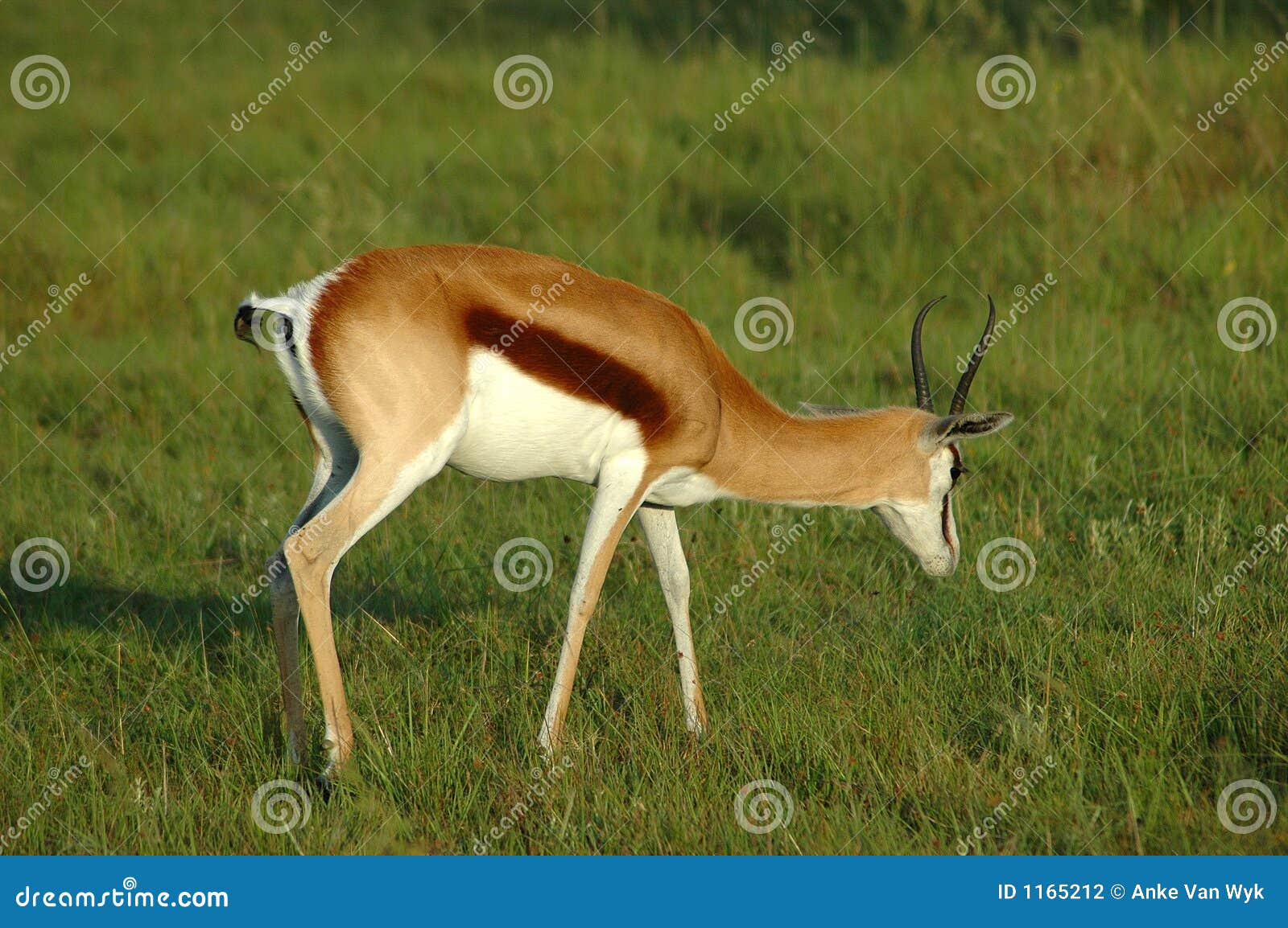 Springbock In South Africa Stock Photo | CartoonDealer.com #1165212