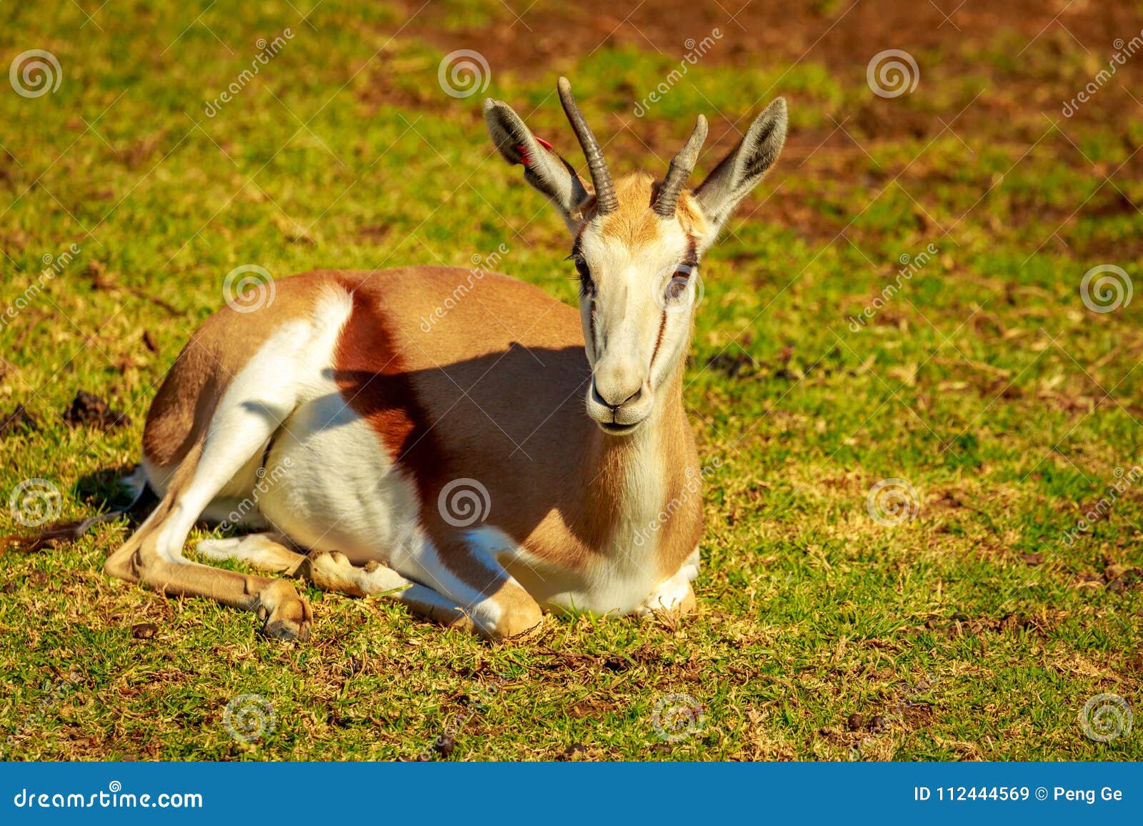 Springbok imagen de archivo. Imagen de exterior, animales - 112444569