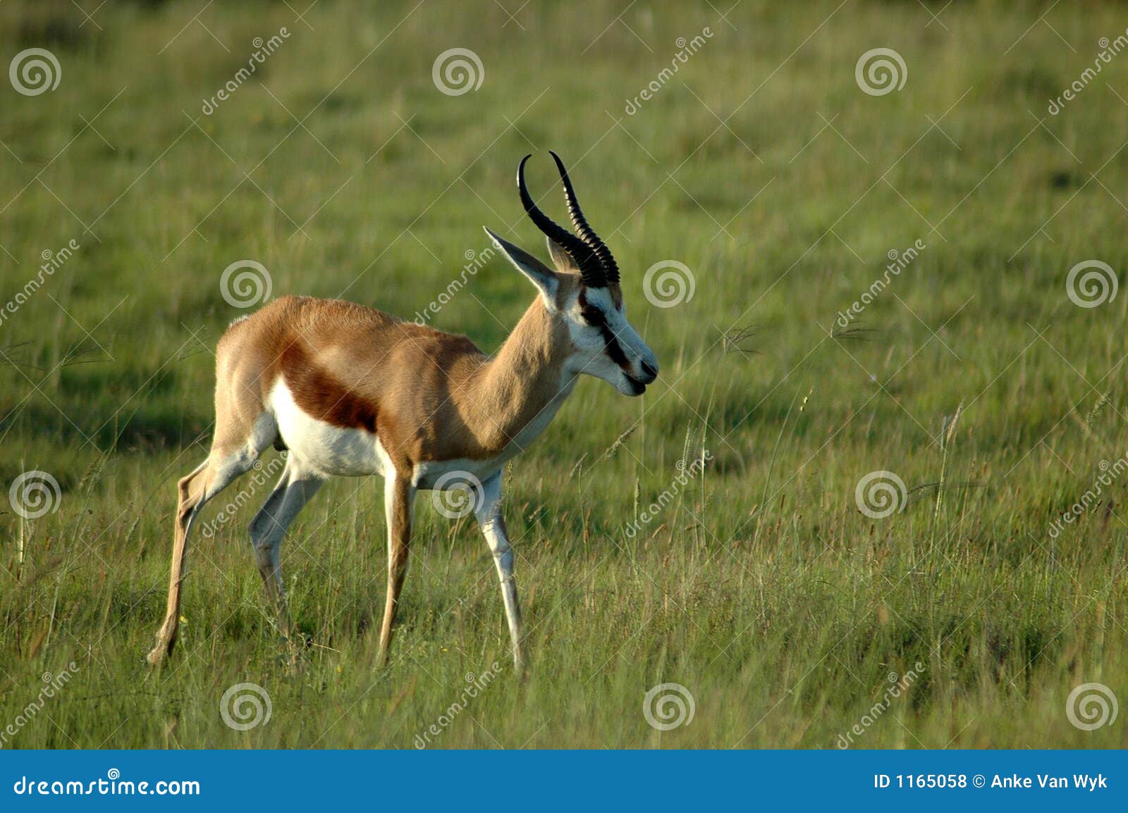 Springbok stock photo. Image of outdoor, alert, greenery - 1165058