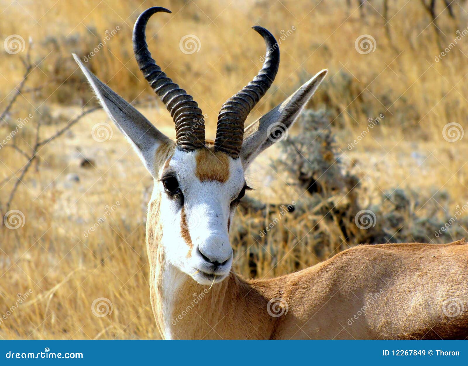 Springbok stock image. Image of antilope, national, reserve - 12267849
