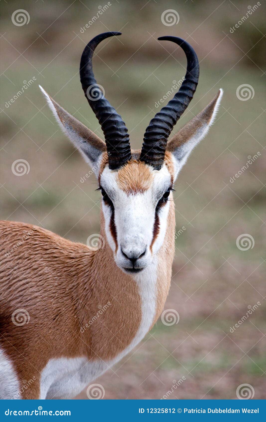 Springbok stock photo. Image of desert, brown, rain, animal - 12325812