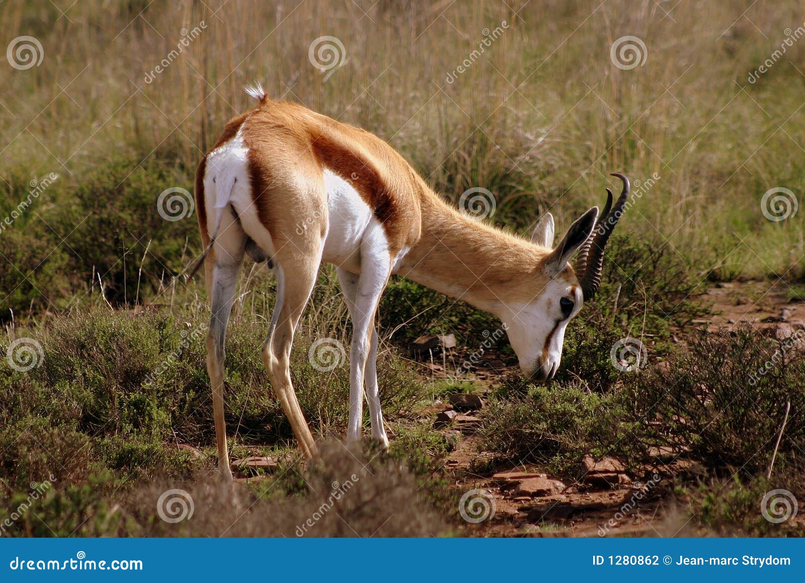 Springbok Picture. Image: 1280862