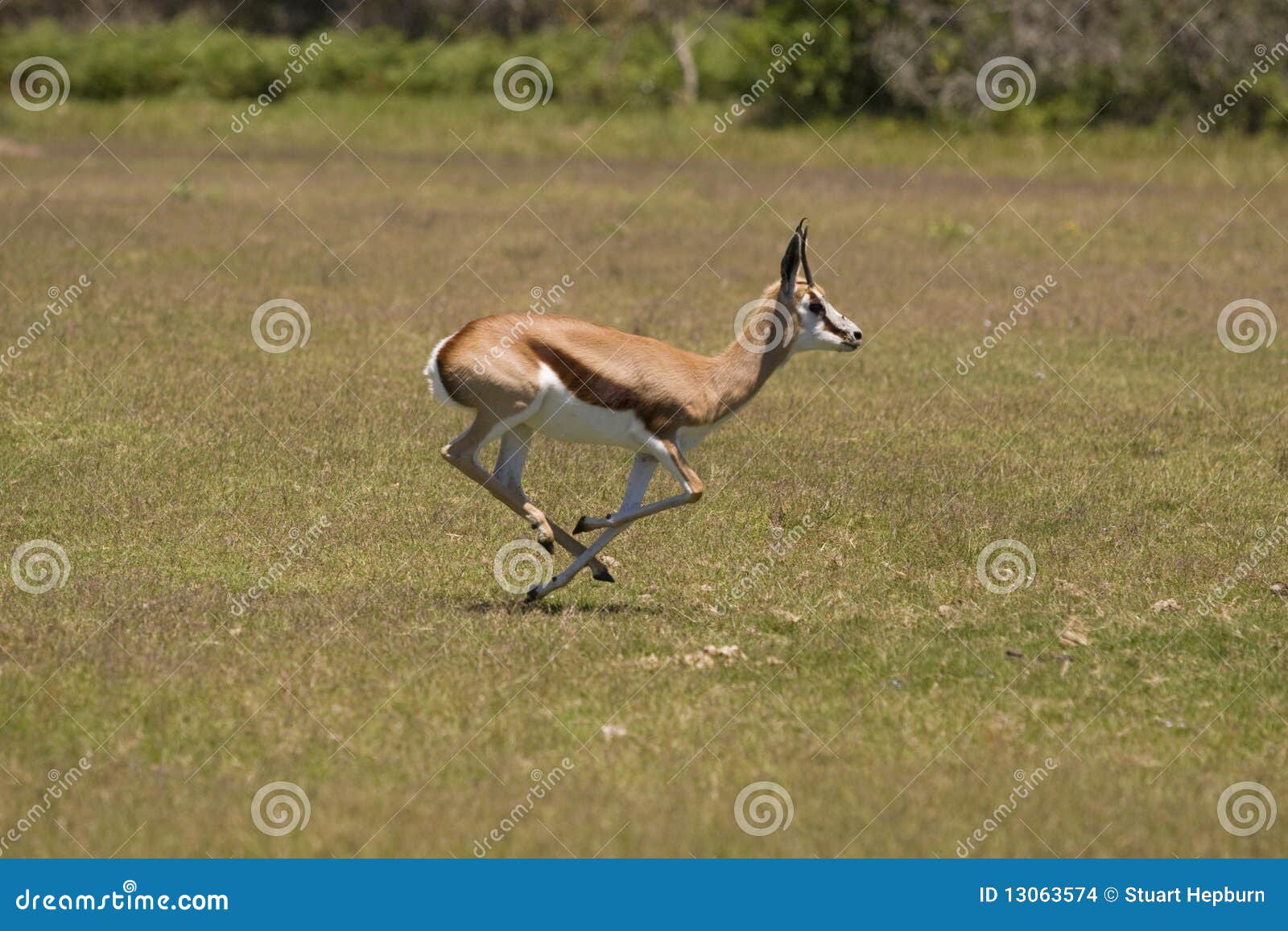 Springbok Silhouette Stock Photography | CartoonDealer.com #46859462