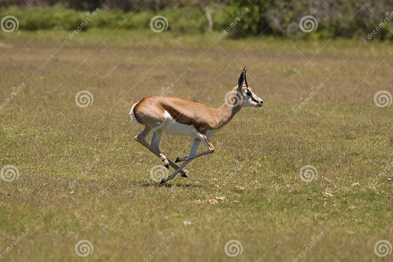 Springbok stock photo. Image of sign, design, african - 13063574