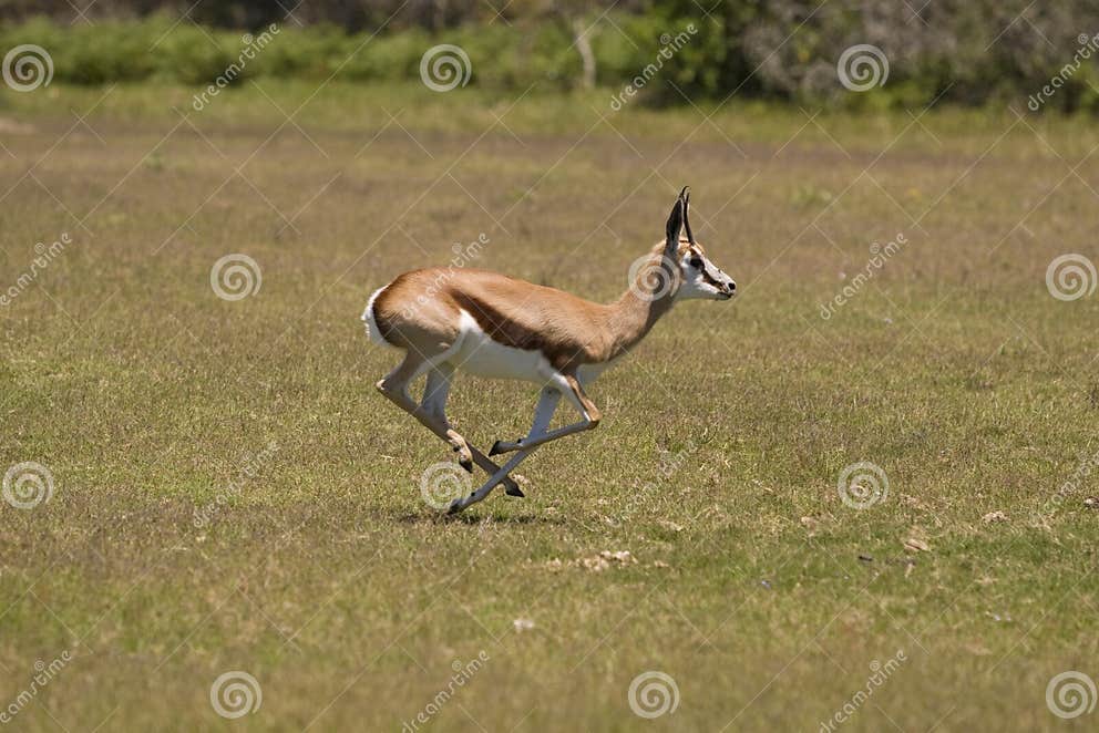 Springbok stock photo. Image of sign, design, african - 13063574