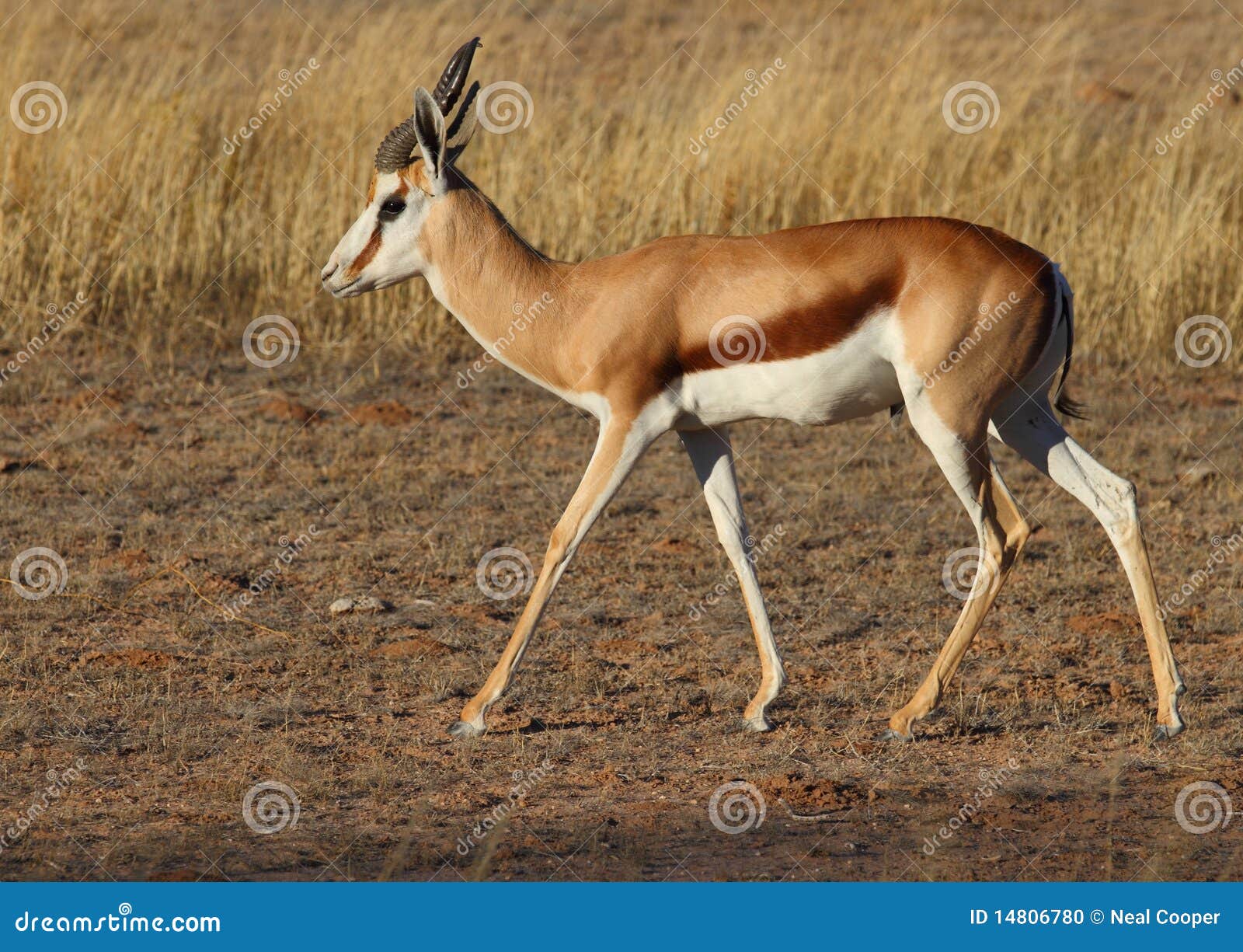 Springbok stock photo. Image of kalahari, pronking, antelope - 14806780