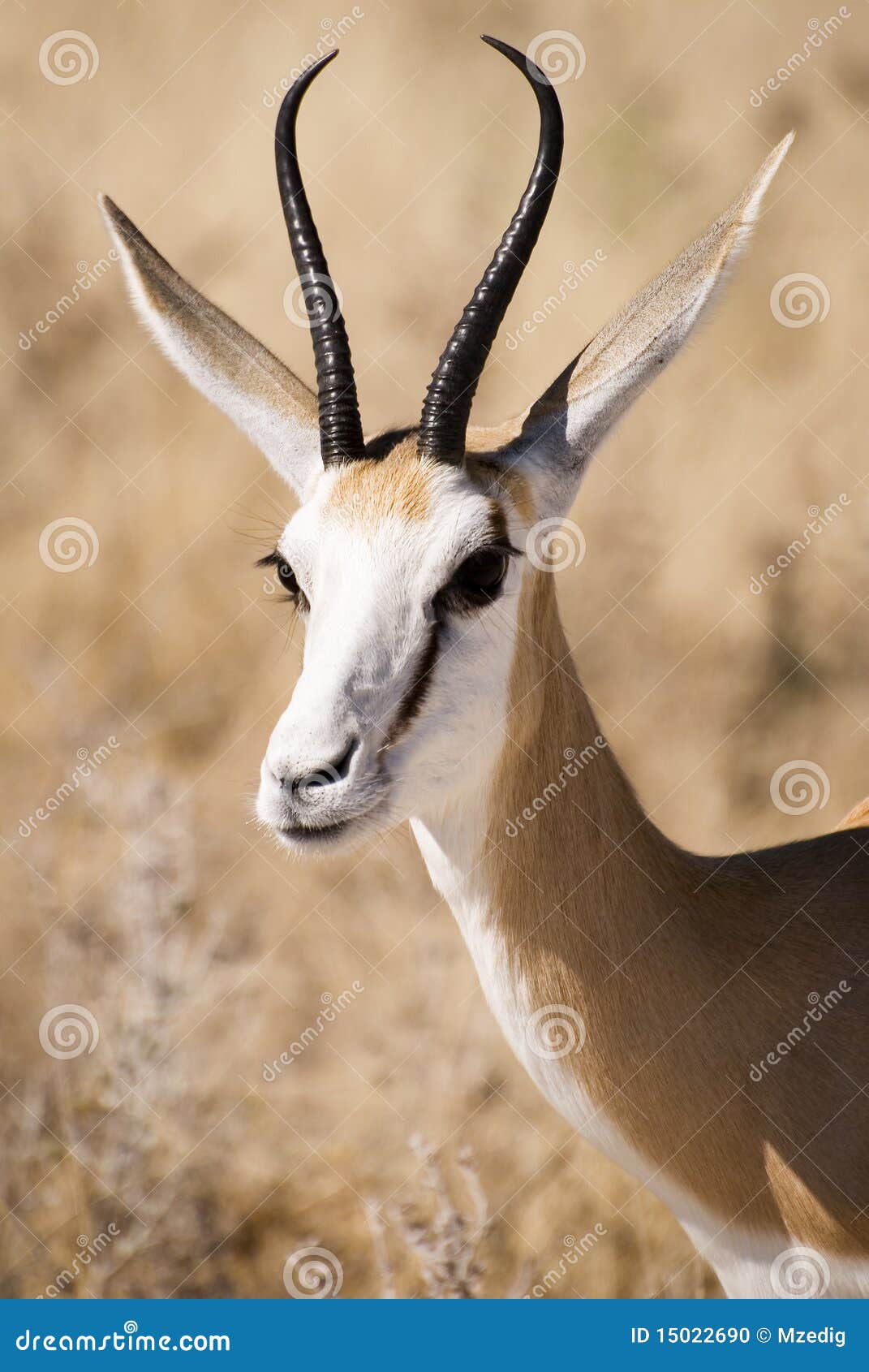 Springbok stock photo. Image of animal, reserve, portrait - 15022690