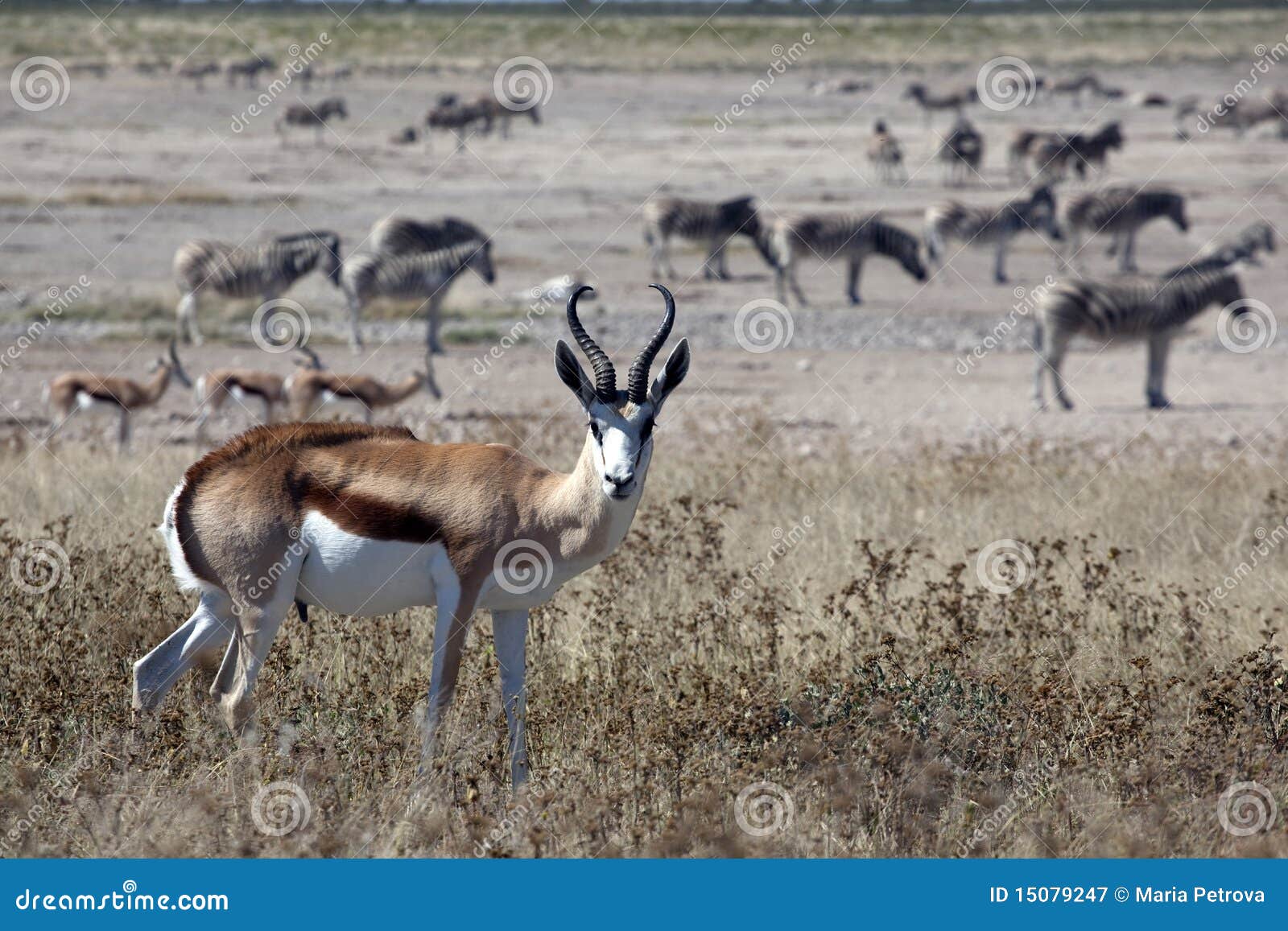 Springbok stock image. Image of south, antelope, beautiful - 15079247