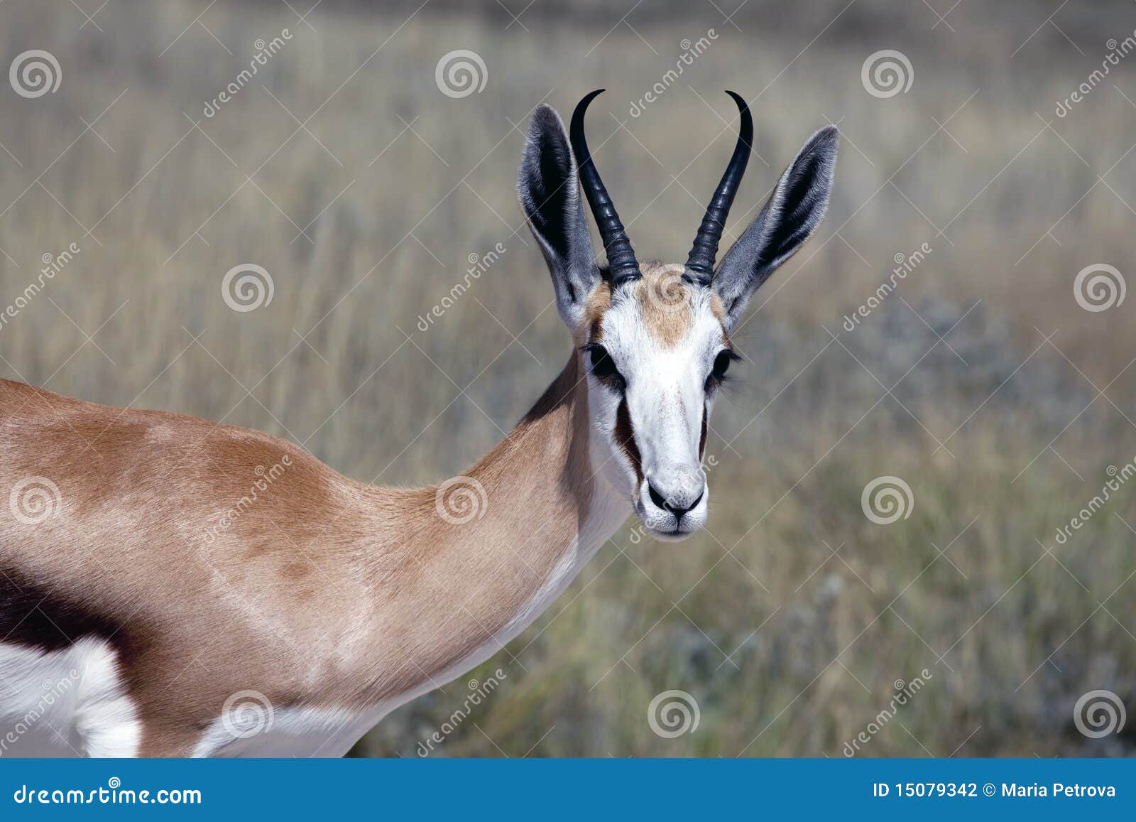 Springbok stock photo. Image of portrait, national, curved - 15079342