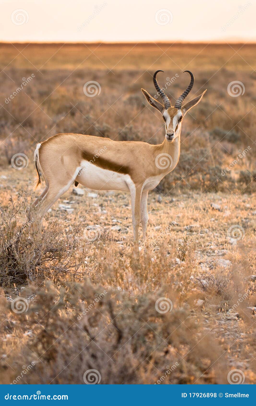 Springbok stock photo. Image of head, natural, namibia - 17926898