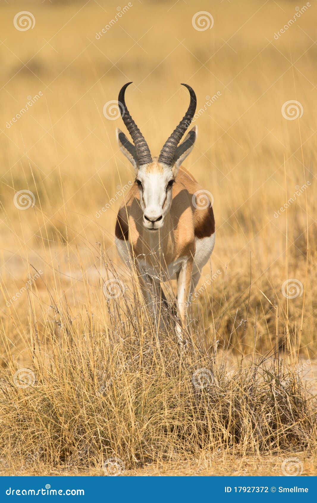 Springbok stock photo. Image of namibia, grazing, grasslands - 17927372