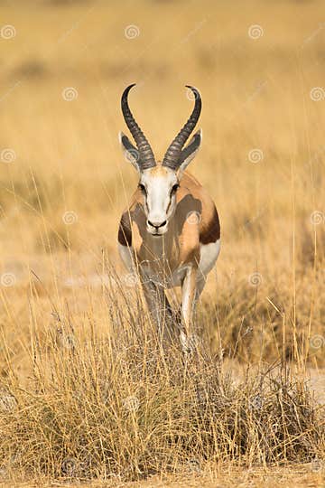 Springbok stock photo. Image of namibia, grazing, grasslands - 17927372