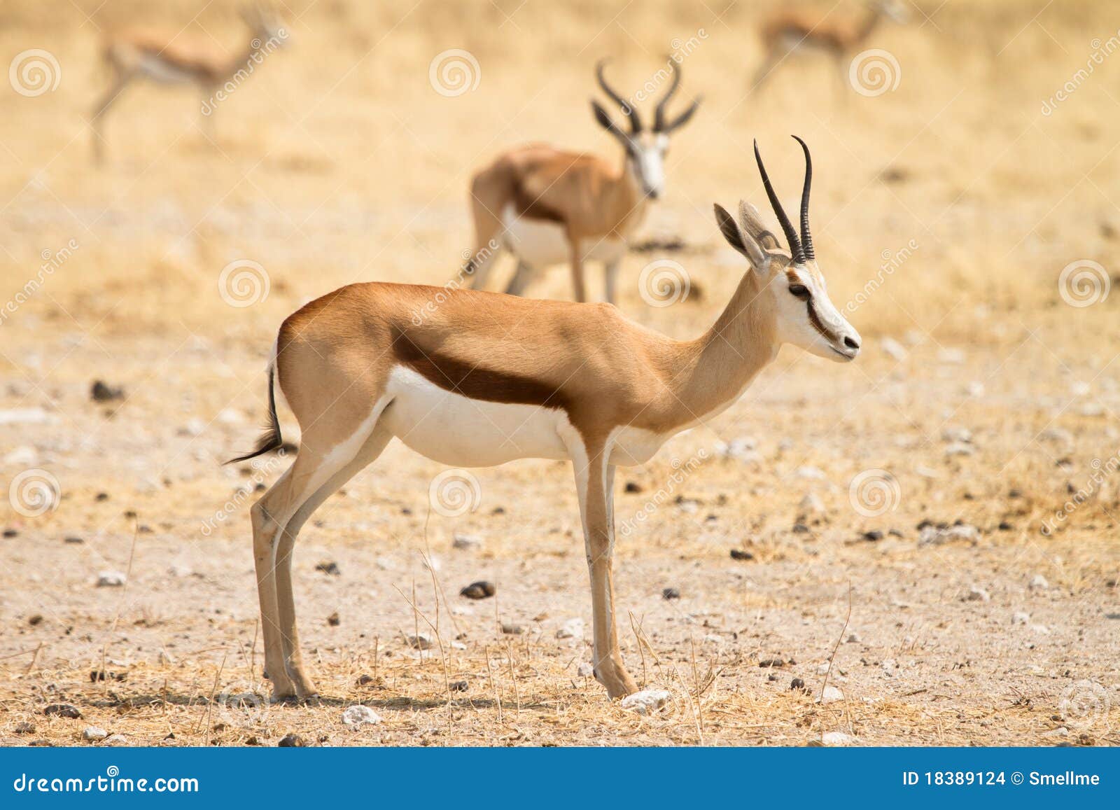 Springbok stock photo. Image of kalahari, face, mammal - 18389124