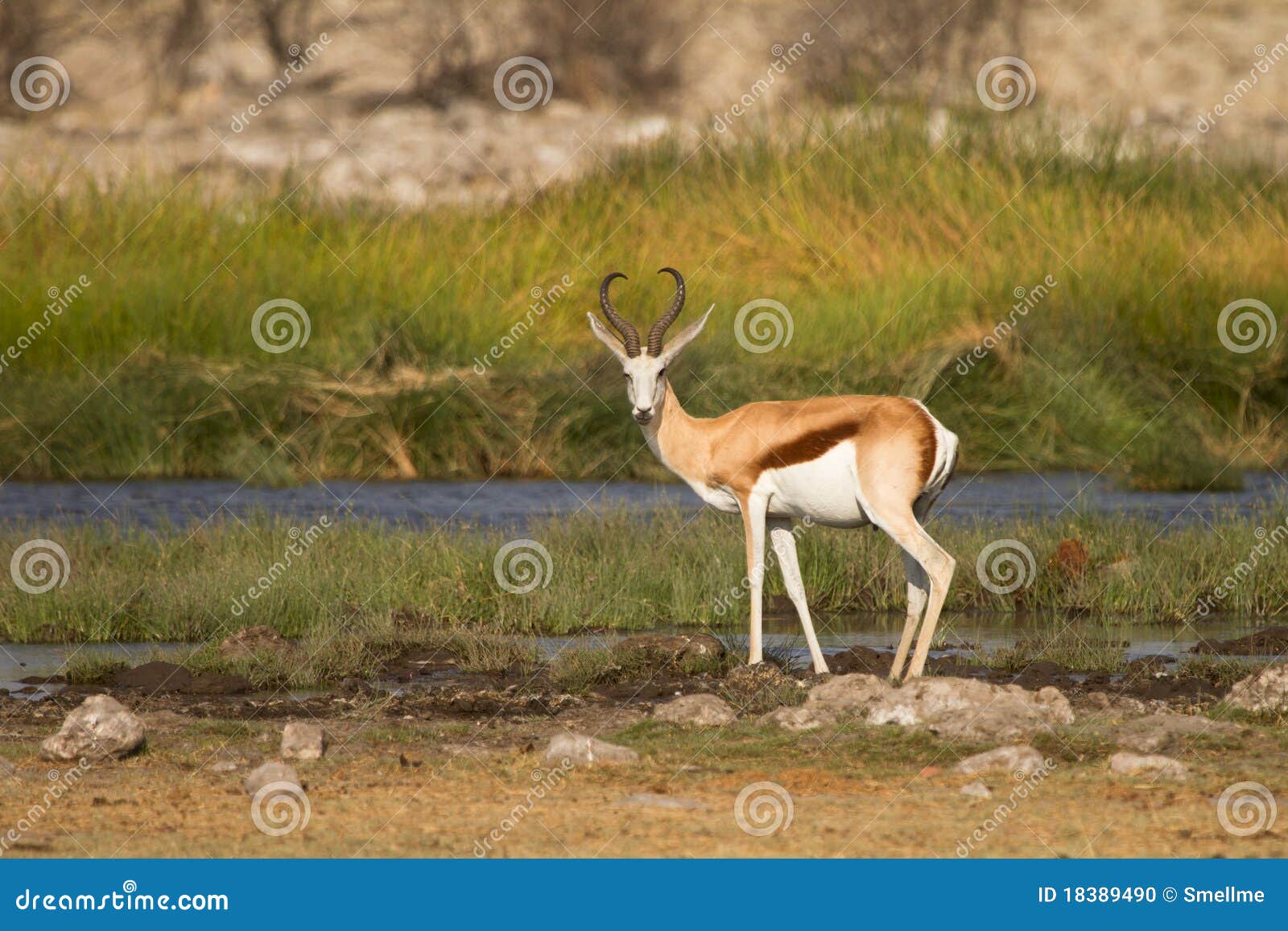 Springbok stock photo. Image of african, face, natural - 18389490