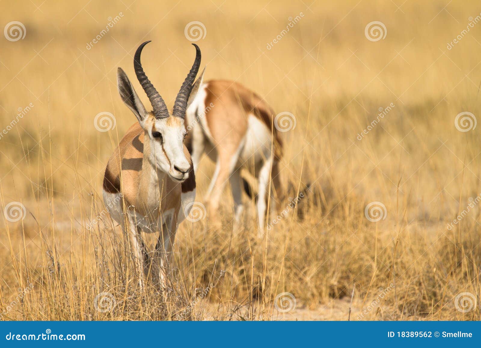 Springbok stock photo. Image of etosha, namibia, africa - 18389562