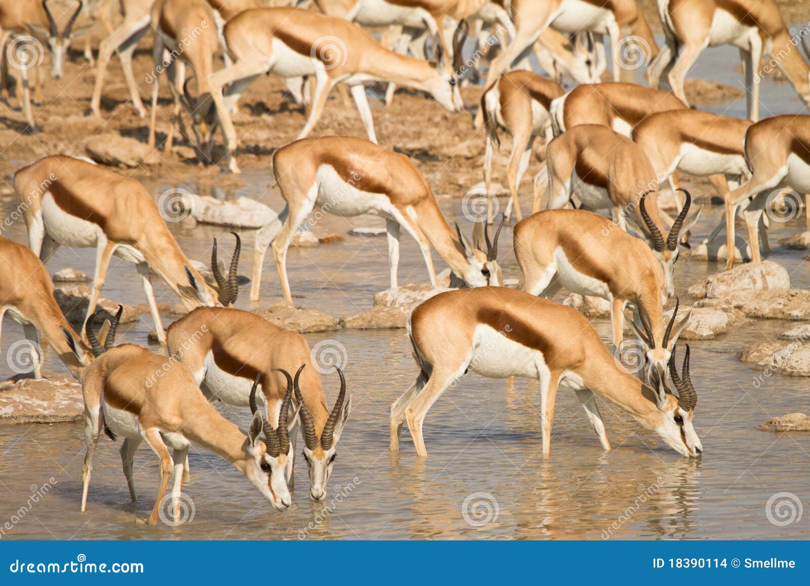 Springbok stock photo. Image of ecology, animal, africa - 18390114