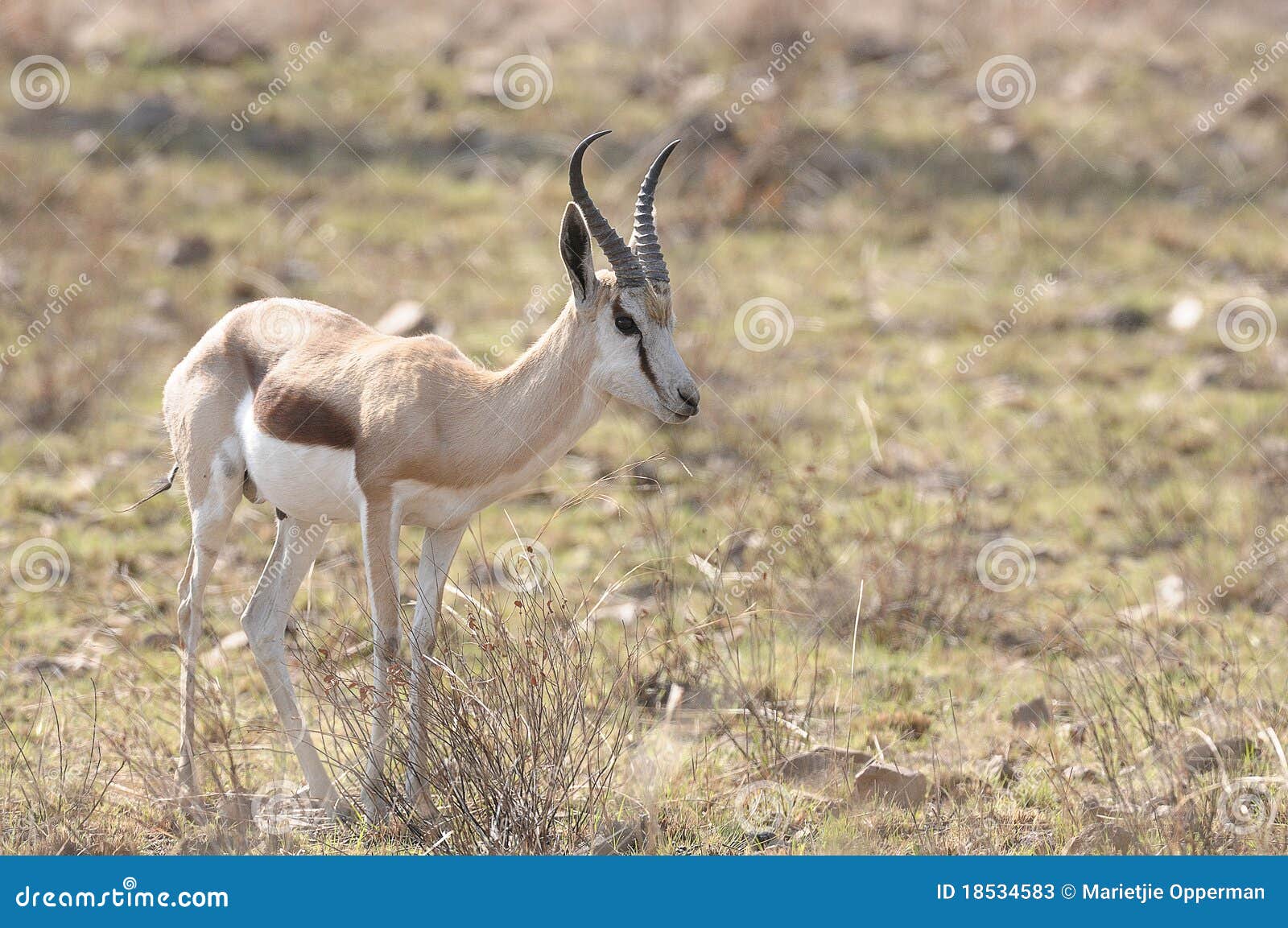 Springbok stock image. Image of bock, gazelle, safari - 18534583