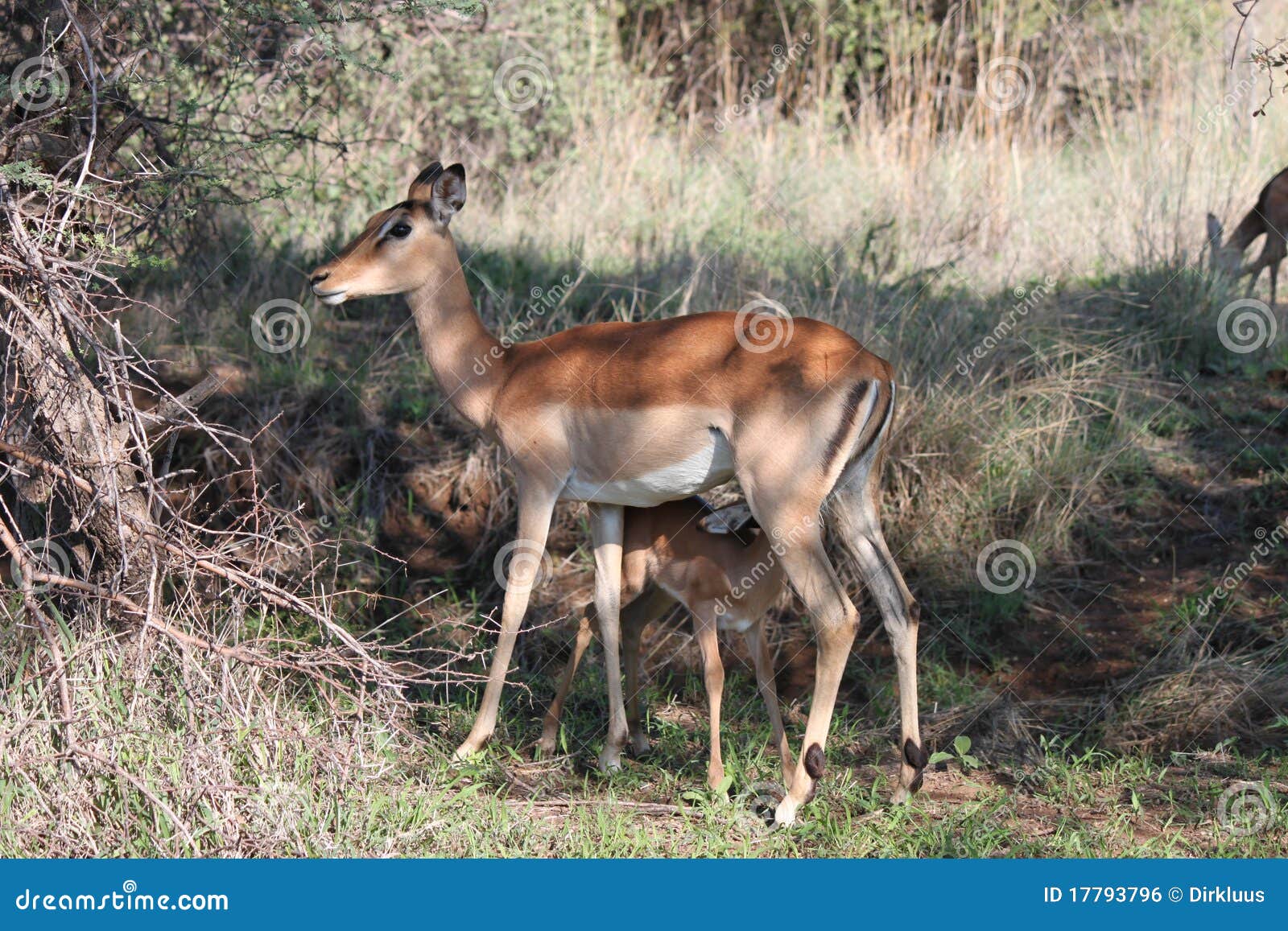 Springbok 2 stock photo. Image of buck, antelope, africa - 17793796